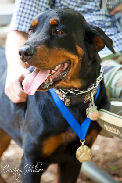 Athens Canine Rescue's Mutt Strut at Bishop Park in Athens, GA ...