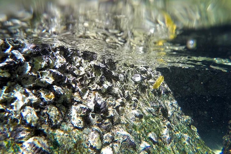 Oysters in Thailand: Eating, Meeting, Diving, Surviving — In A Half Shell