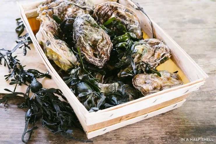 How to Open Oysters Without a Shucking Knife — In A Half Shell : A ...