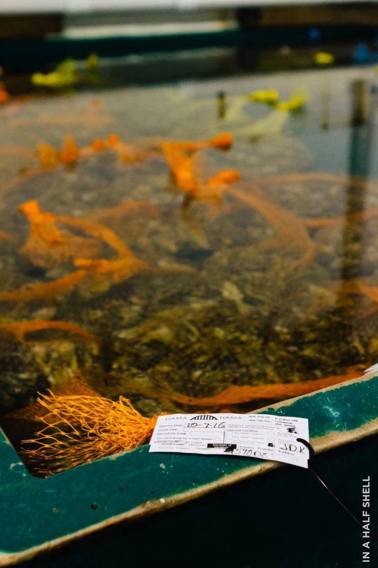 Is Wet Storage Good for Oyster Culture? — In A Half Shell : A Bivalve ...