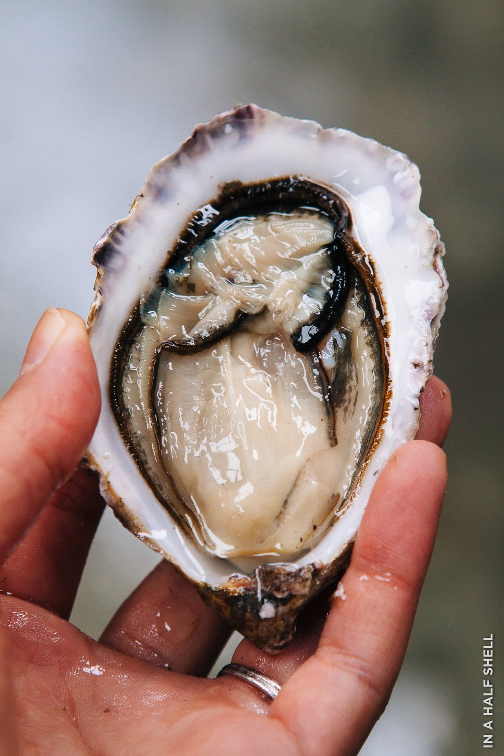Oysters of Ireland: Merroir (Part 1 of 3) — In A Half Shell : A Bivalve ...