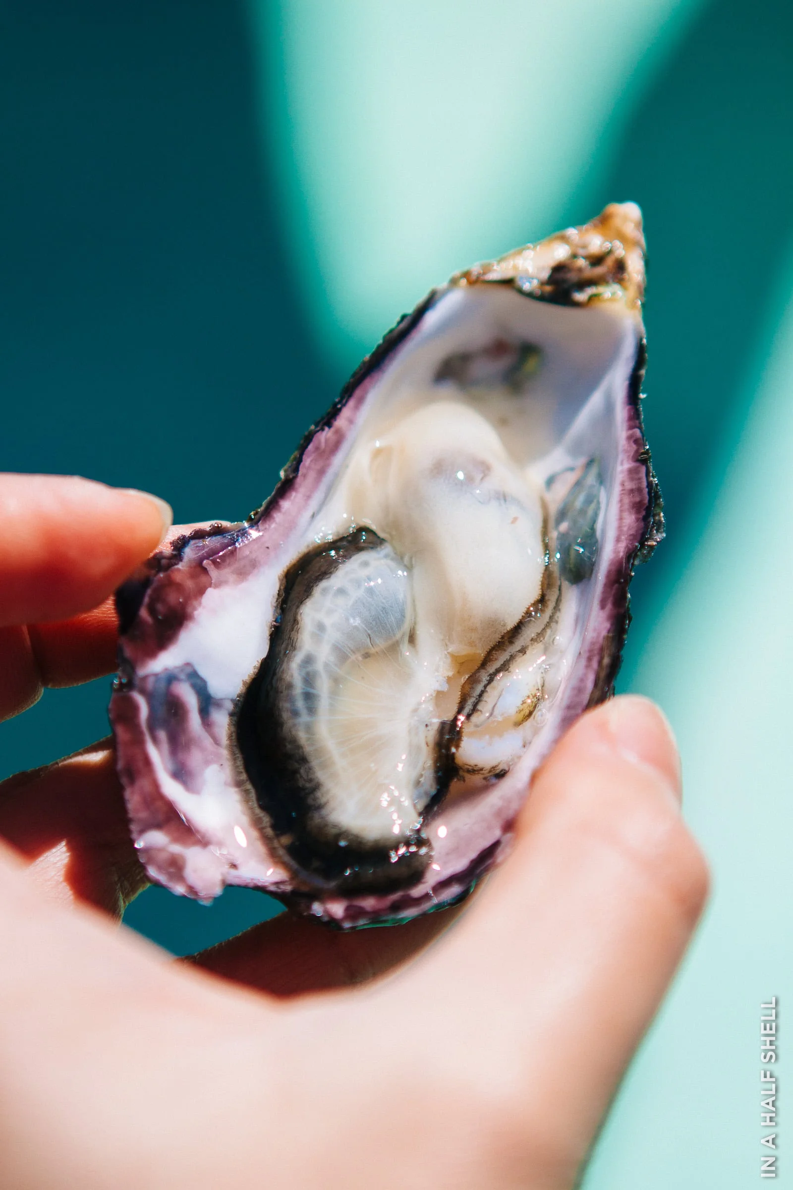 Oysters of Japan: Hunting for Hidden Pearls in Hiroshima Bay — In A ...