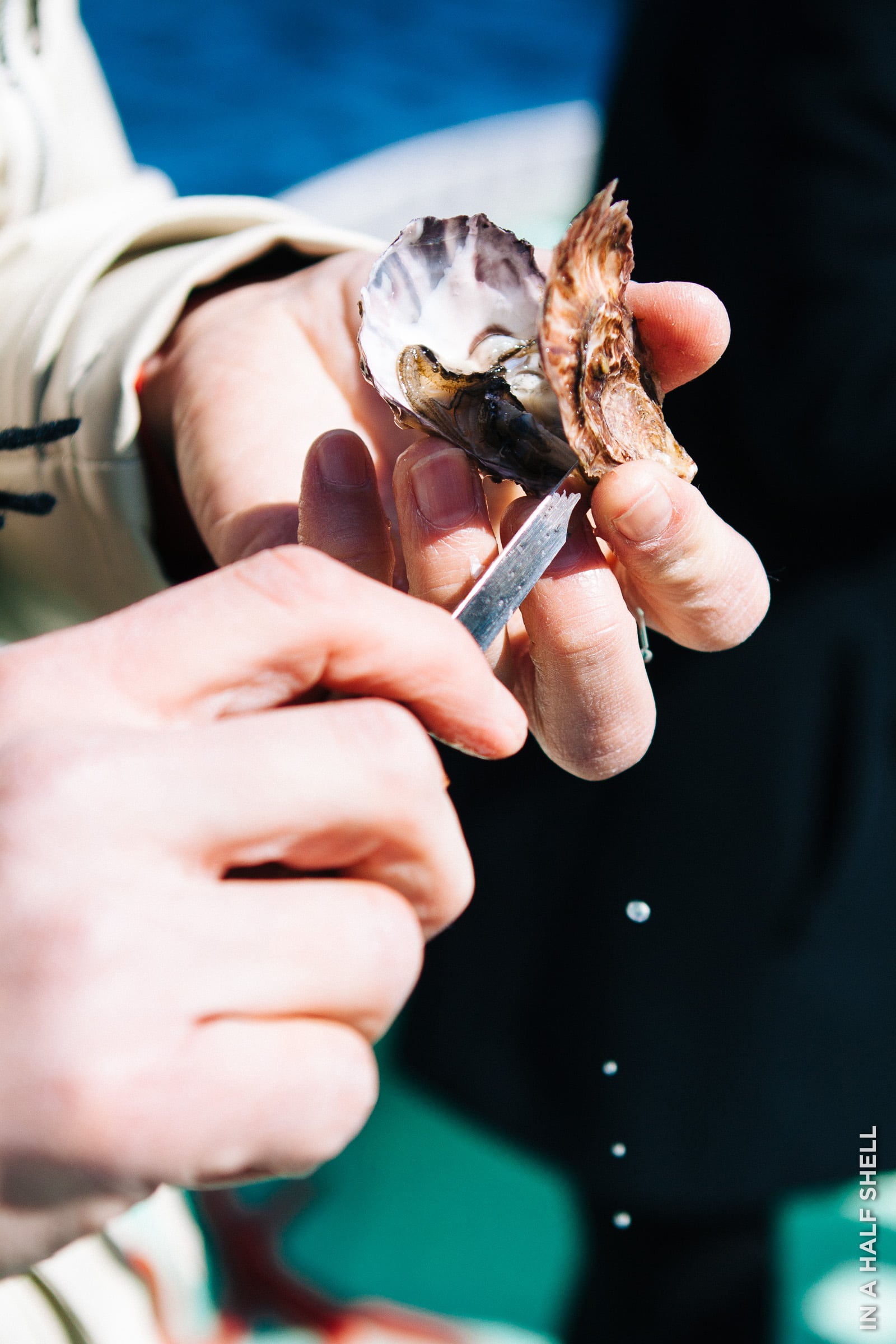 Oysters of Japan: Hunting for Hidden Pearls in Hiroshima Bay — In A ...