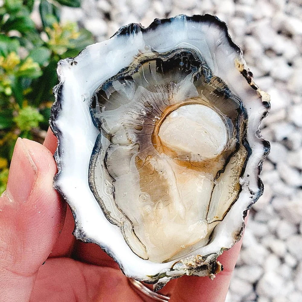Half Shell 101: A Beginner's Oyster Appreciation Guide — In A Half ...