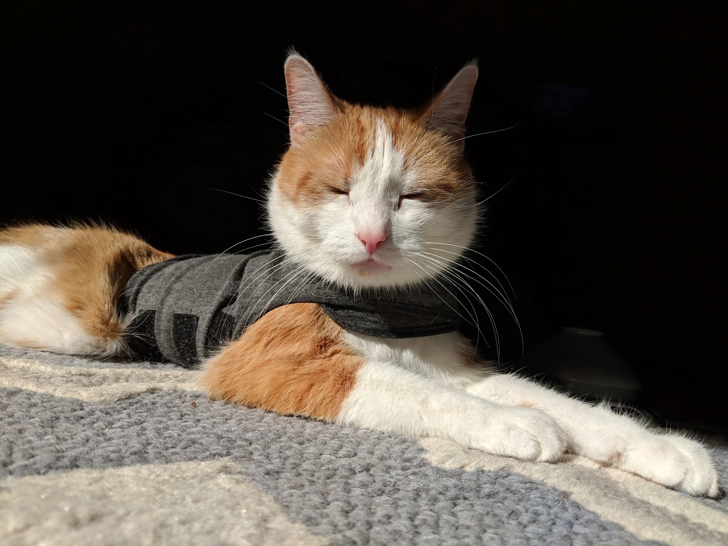 Fight Feline Firework Fears — Cat Behavior Consultant - Feline Fab