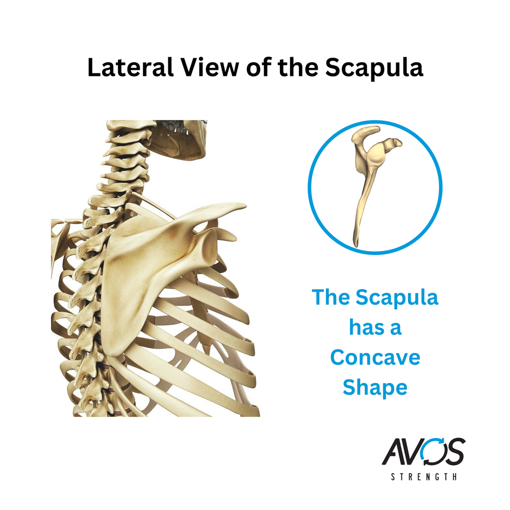 Avos Strength - Vancouver Strength and Conditioning Coach—How to fix ...