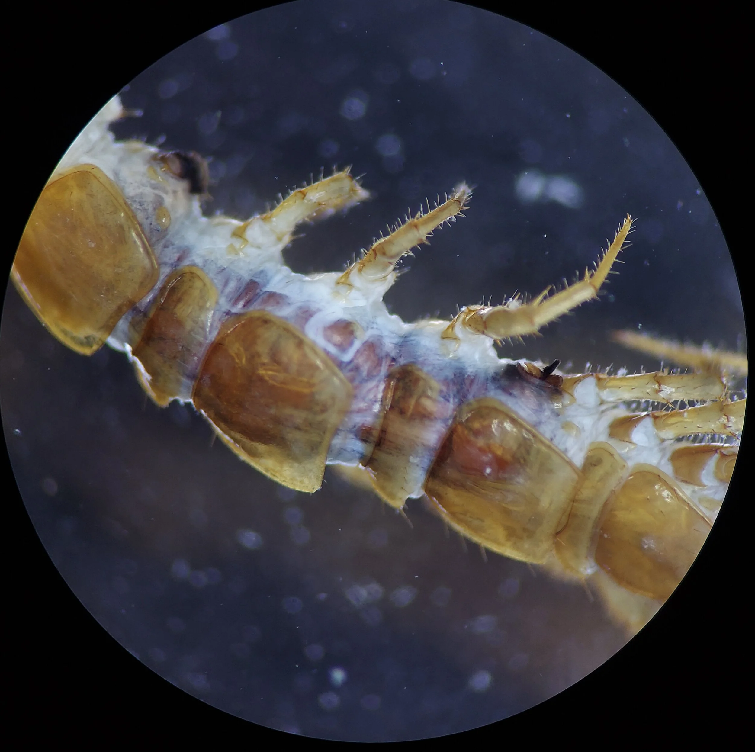 A mysterious centipede parasite — Derek Hennen