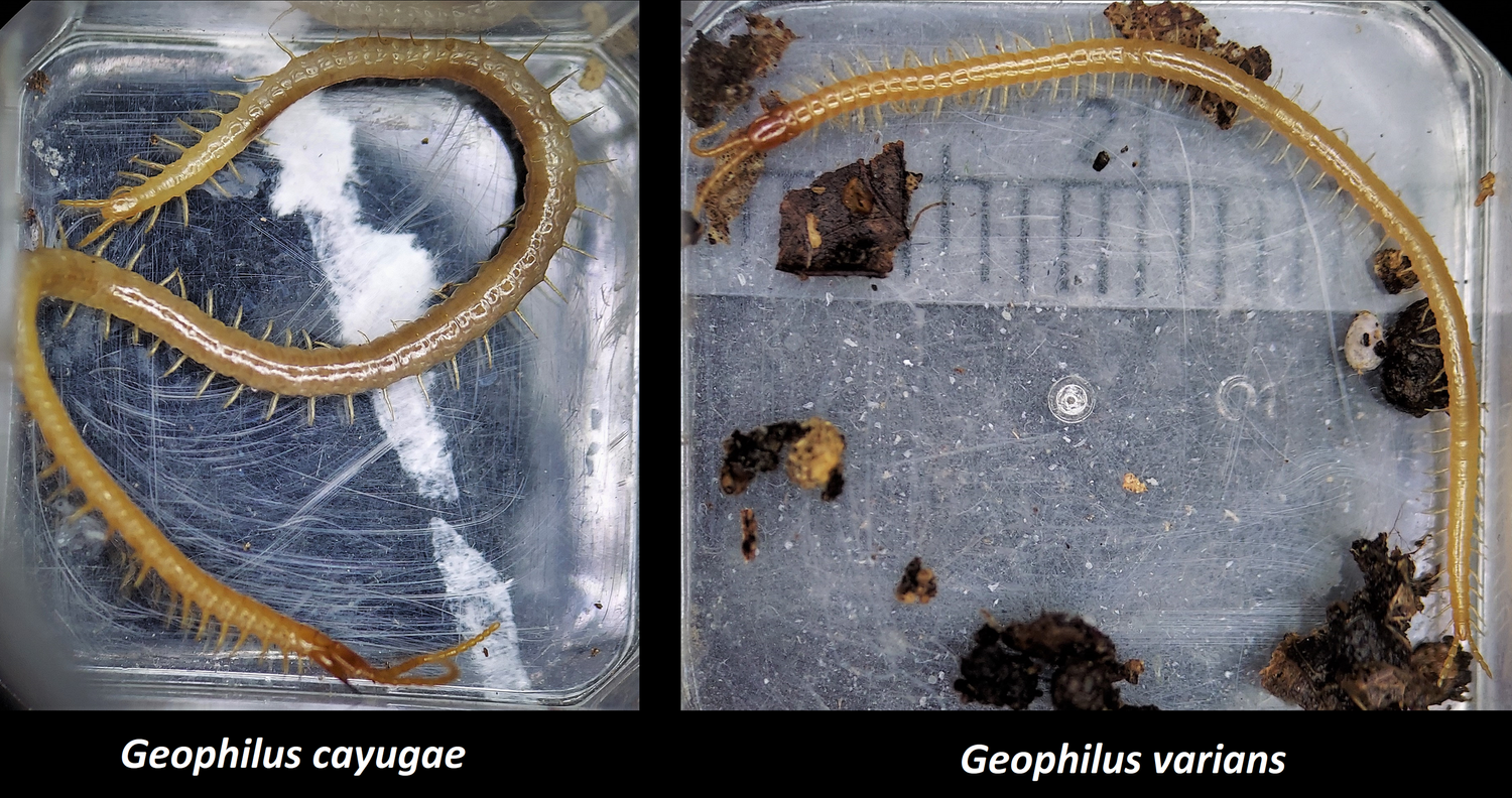 Wintertime Geophilus — Derek Hennen