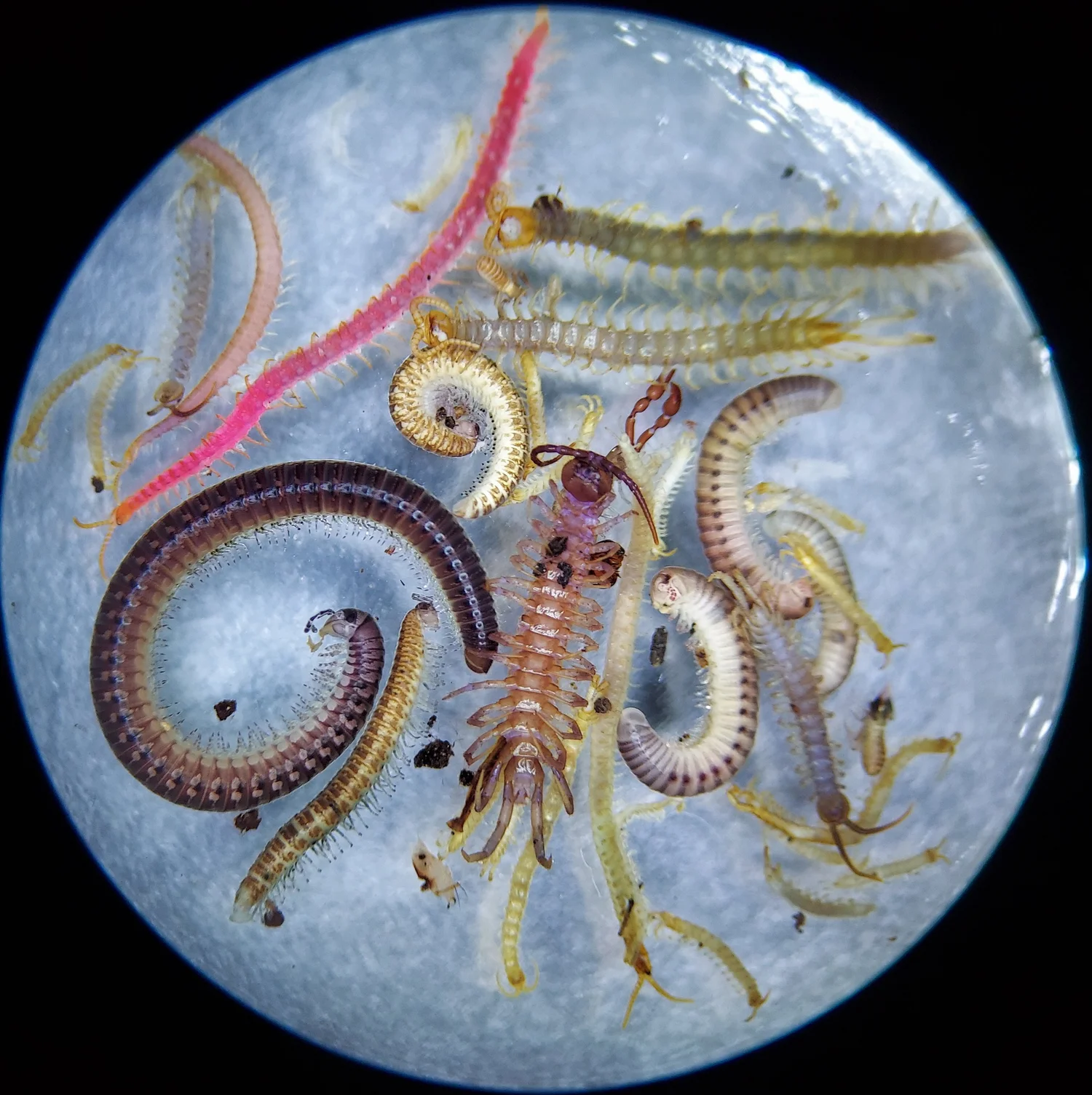 Millipede & Centipede Identification — Derek Hennen