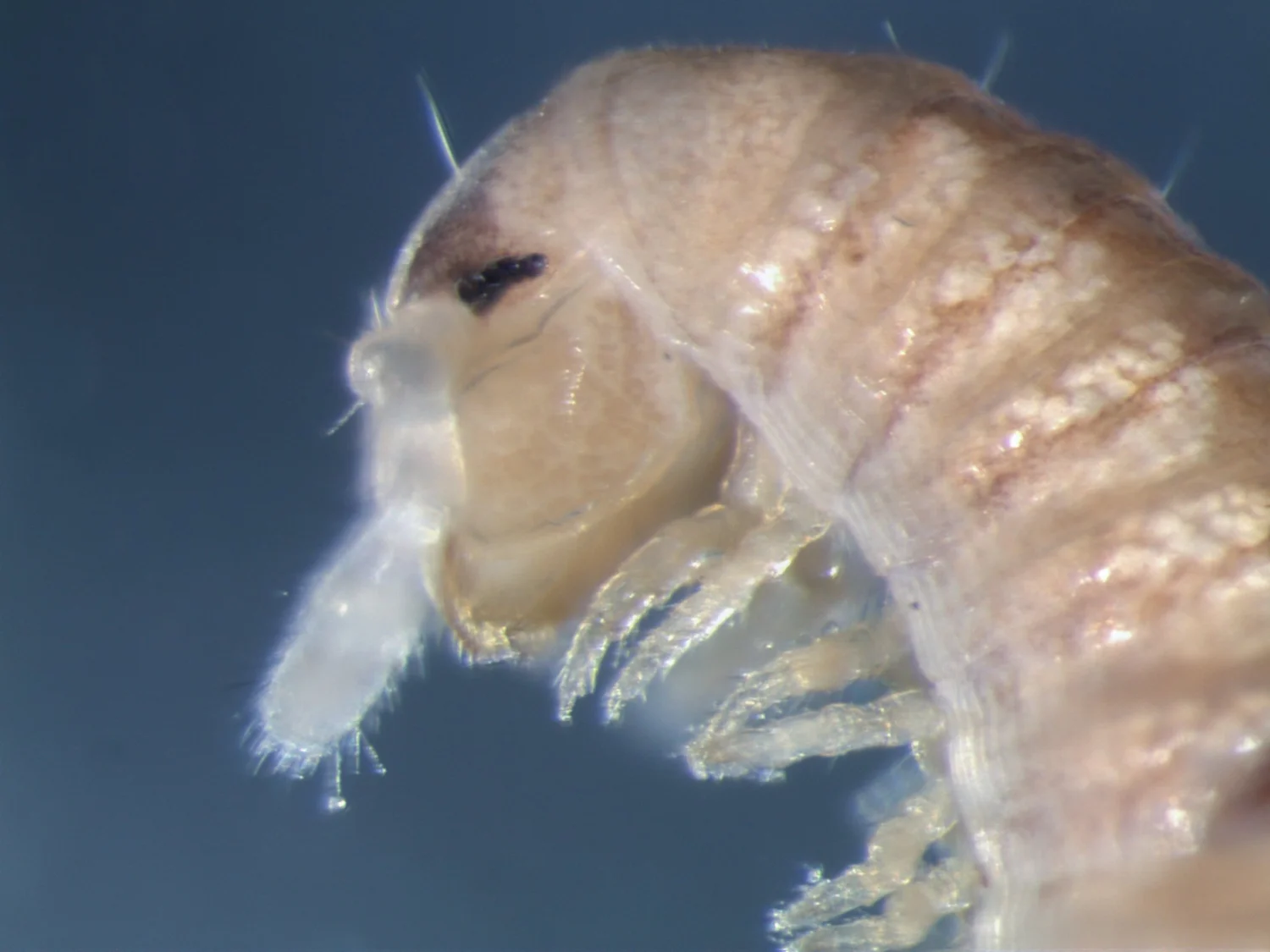 An unexpected millipede and a key to the families of the order Julida ...