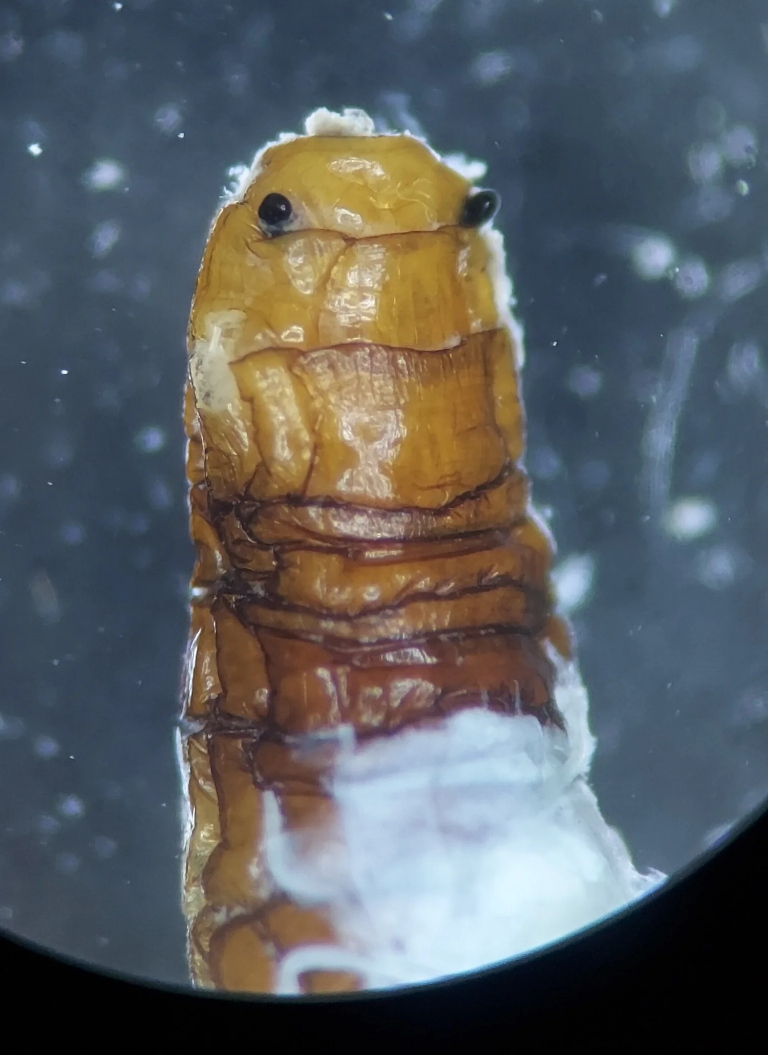 A mysterious centipede parasite — Derek Hennen