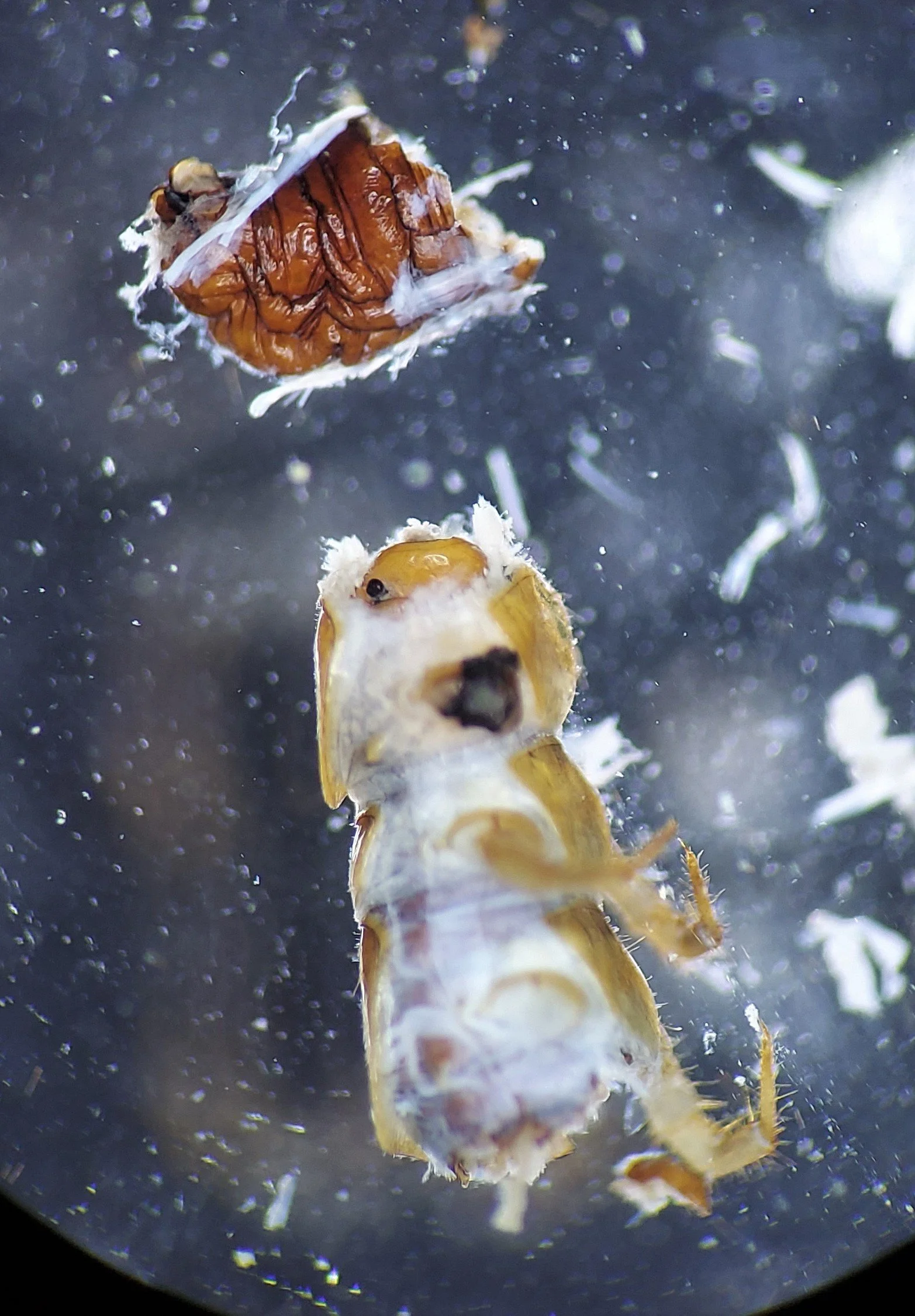A mysterious centipede parasite — Derek Hennen