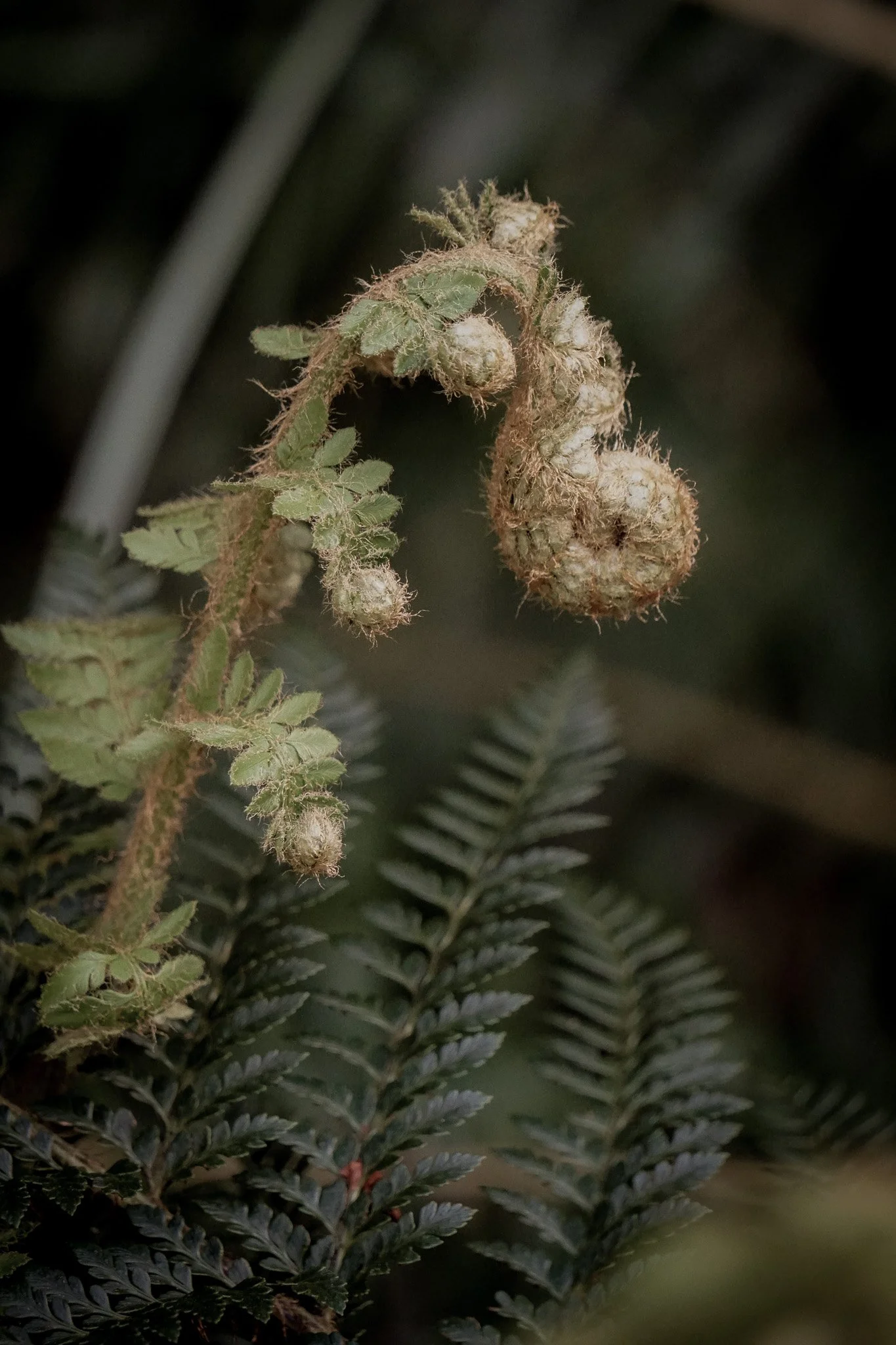 Fern Coloring Book — bretta butterfly