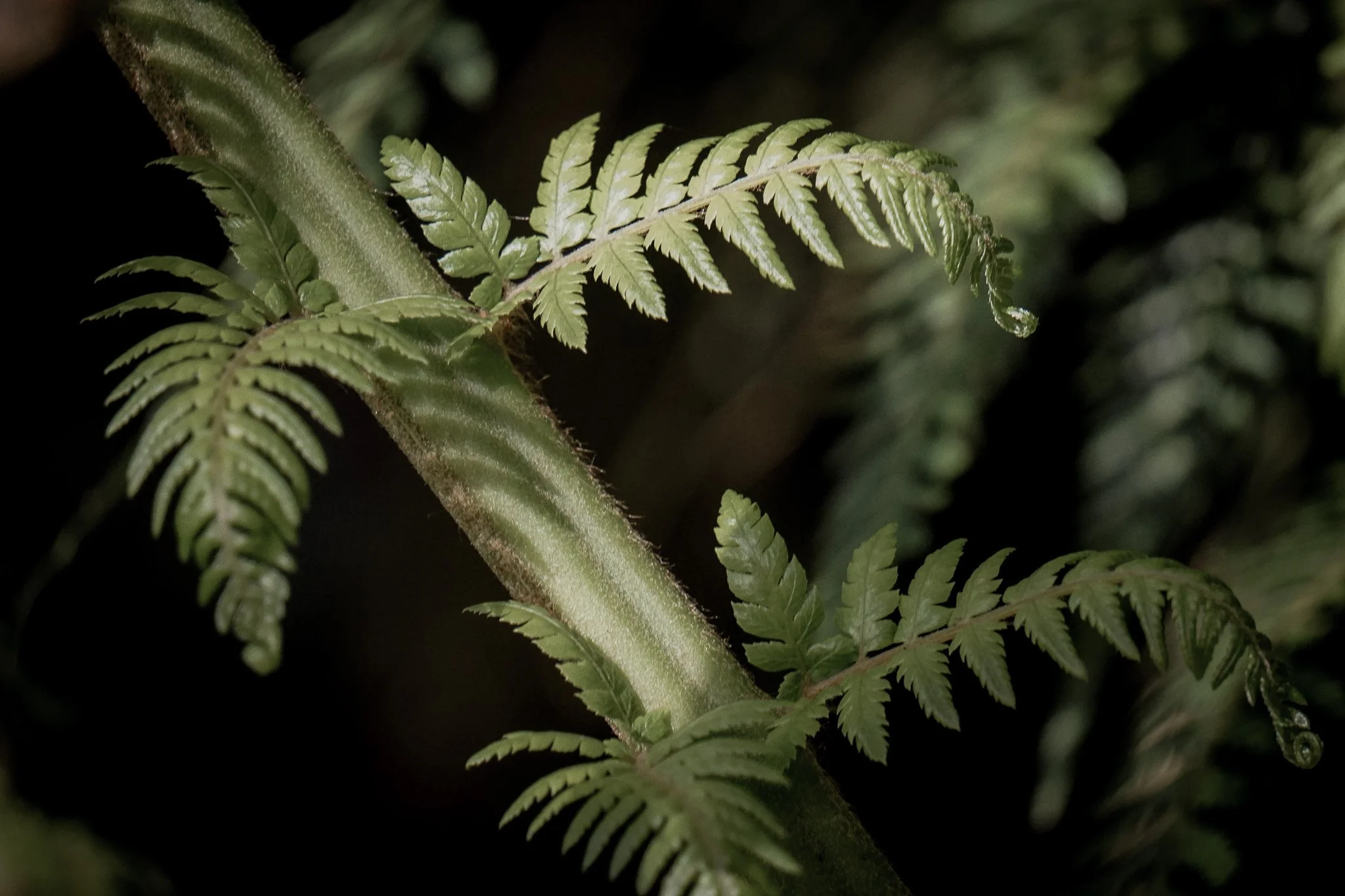 Fern Coloring Book — bretta butterfly