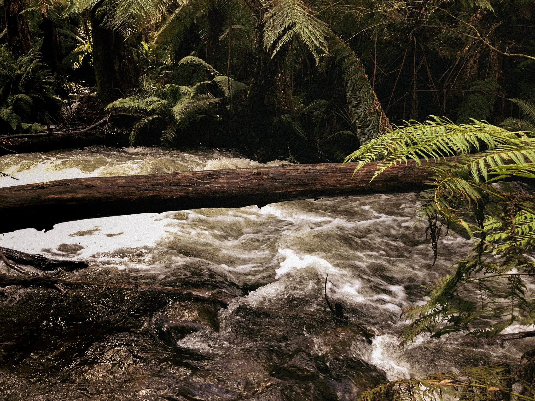 Melbourne in August | Entry No. 70 — bretta butterfly