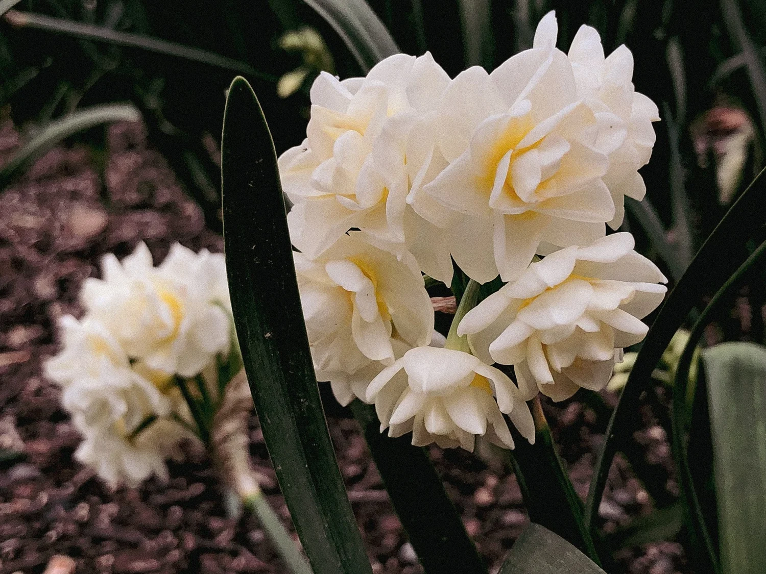 Melbourne in August | Entry No. 70 — bretta butterfly