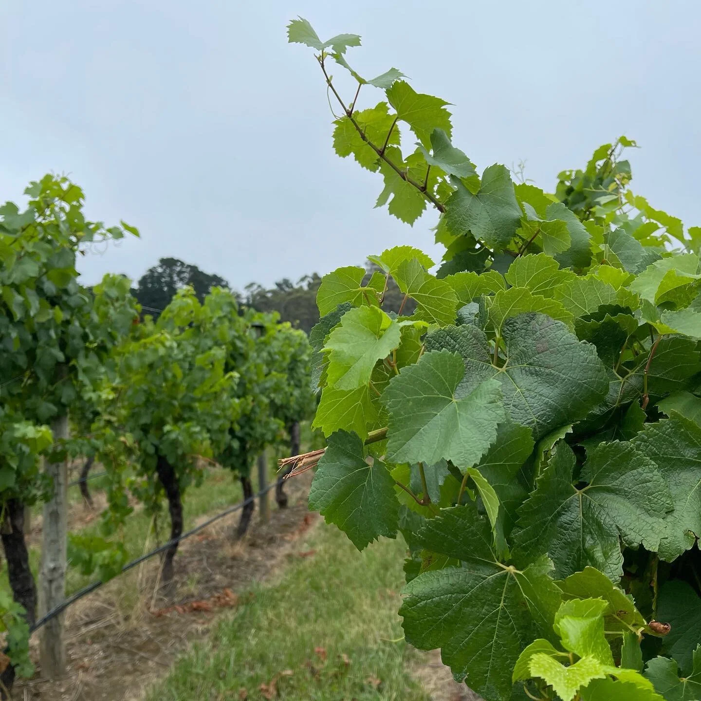 Wine Enthusiast Reviews — Vintage Longbottom