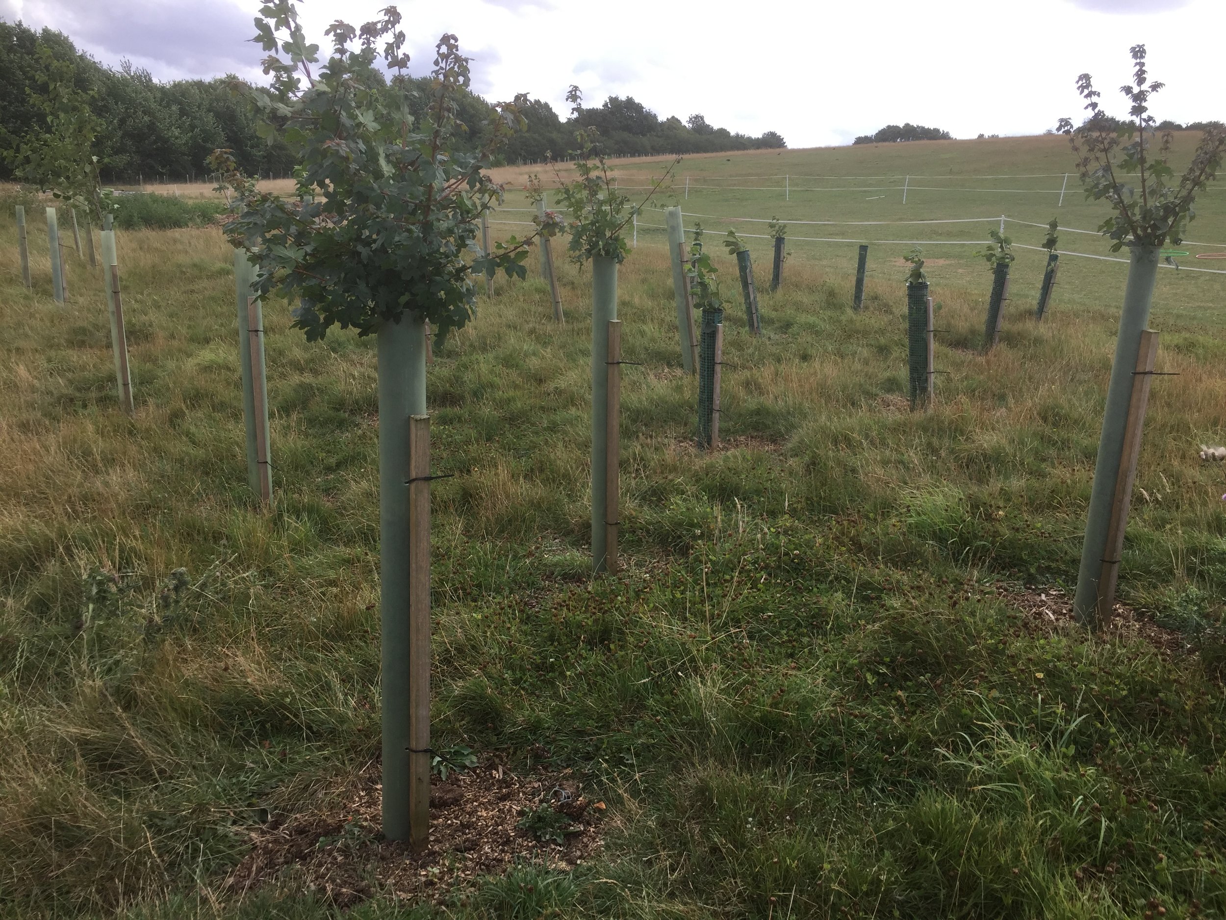 Sustainability Projects — Bridge Meadows