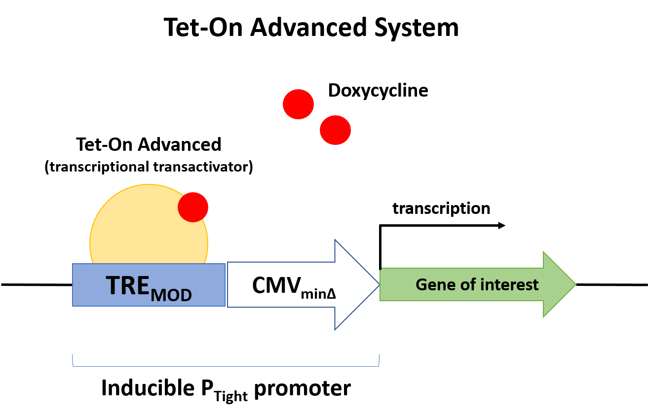 Research — Laura Luebbert