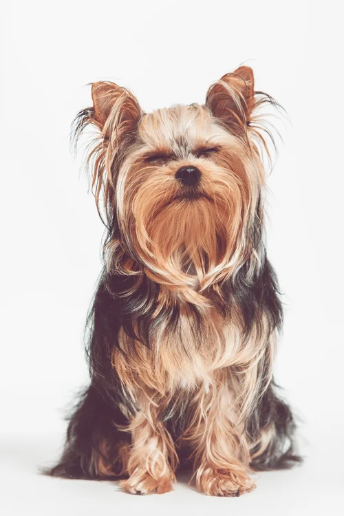 Dog Cancer Location — VSSO