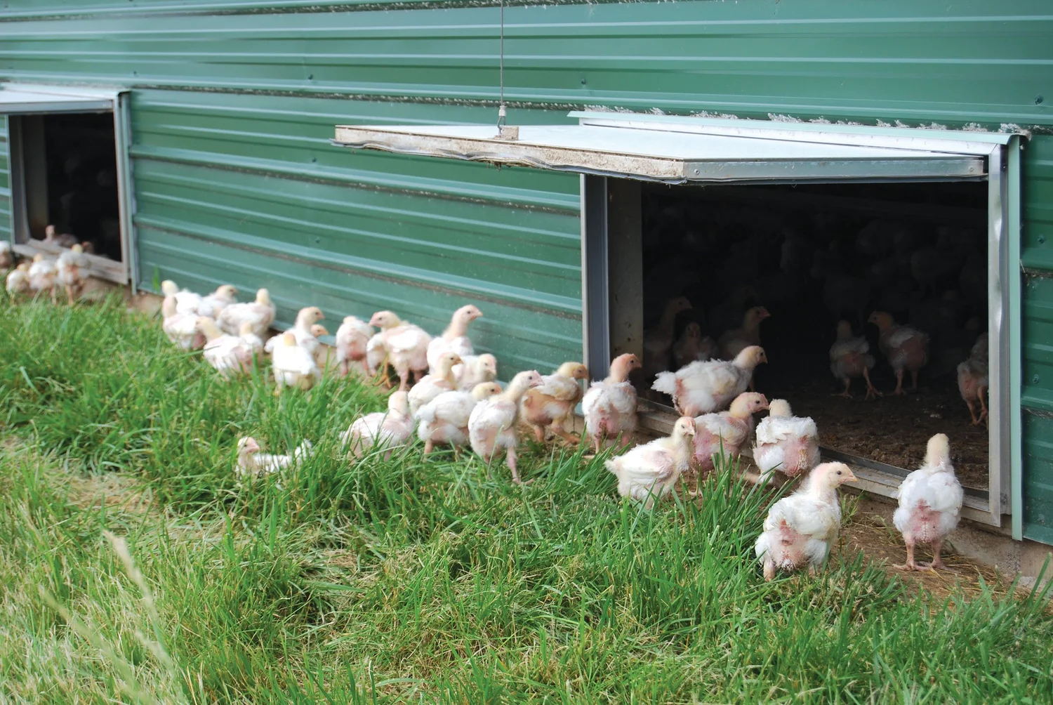 Our Story — SMART CHICKEN