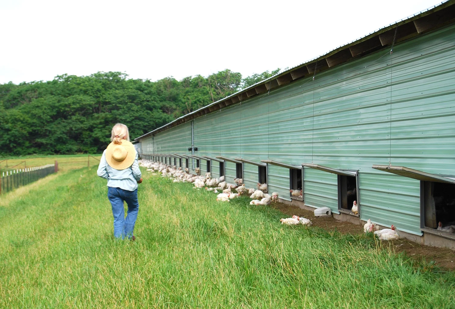 Our Story — SMART CHICKEN