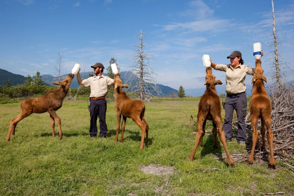 Name that Moose with Holland America Line — Cruise Lowdown