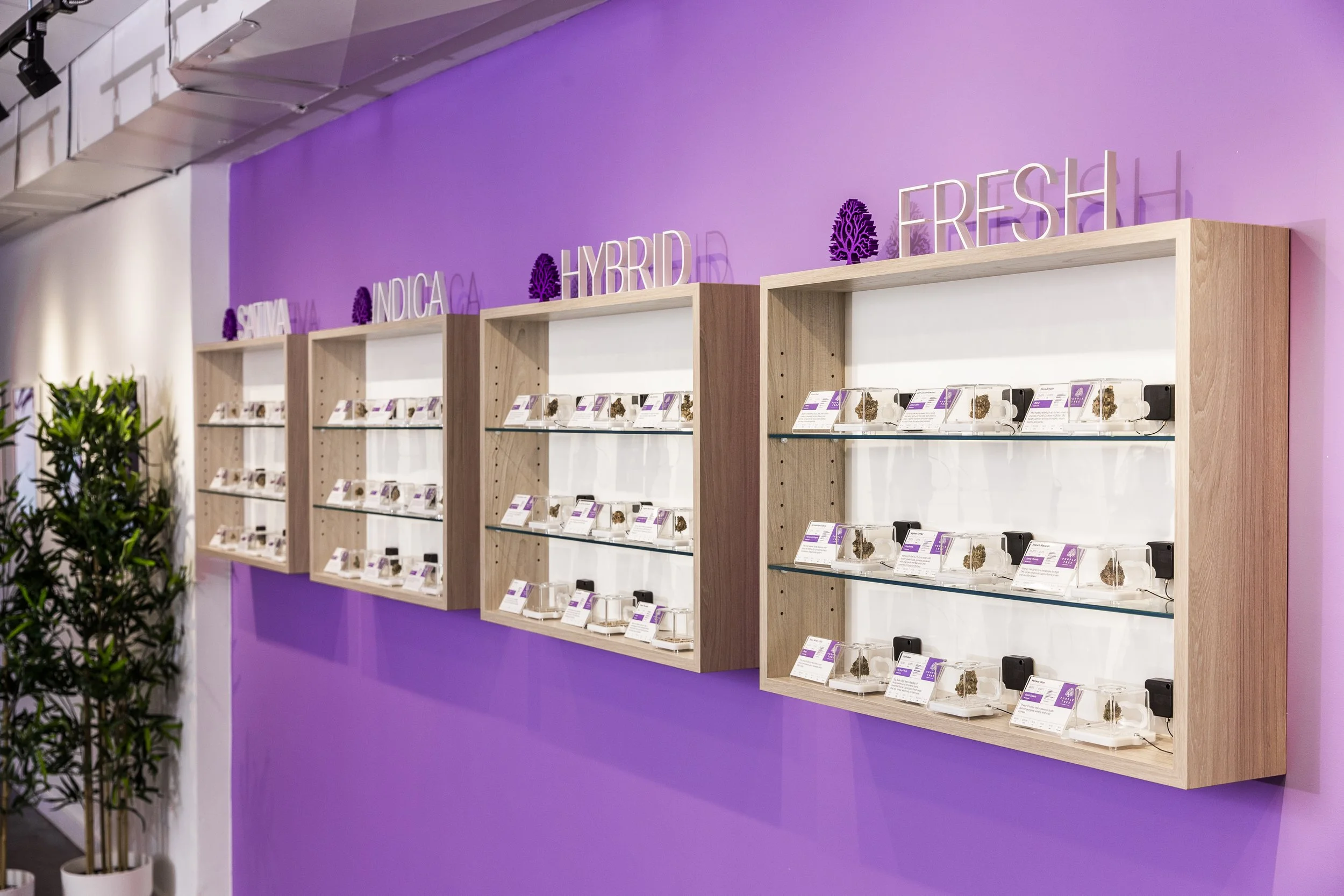 Cannabis Dispensary in Toronto & Mississauga, ON