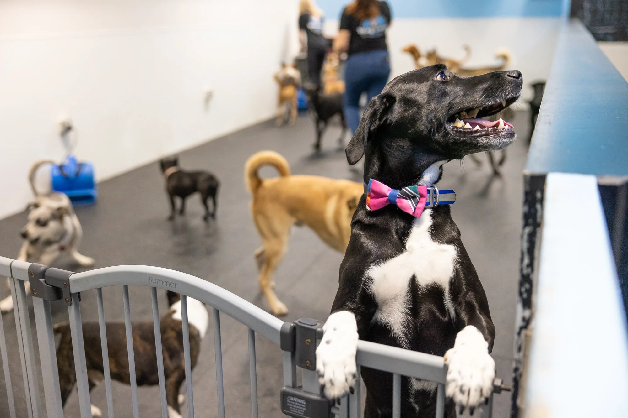 Doggy Daycare Philadelphia, PA — Wag Days Philly