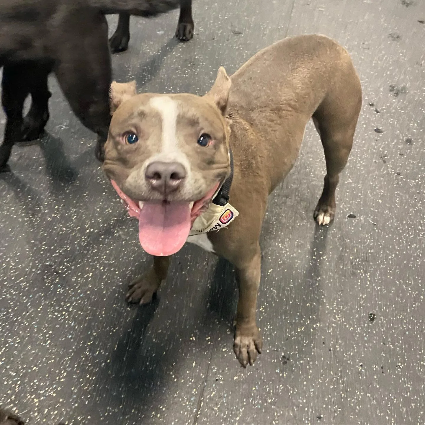 Doggy Daycare Philadelphia, PA — Wag Days Philly