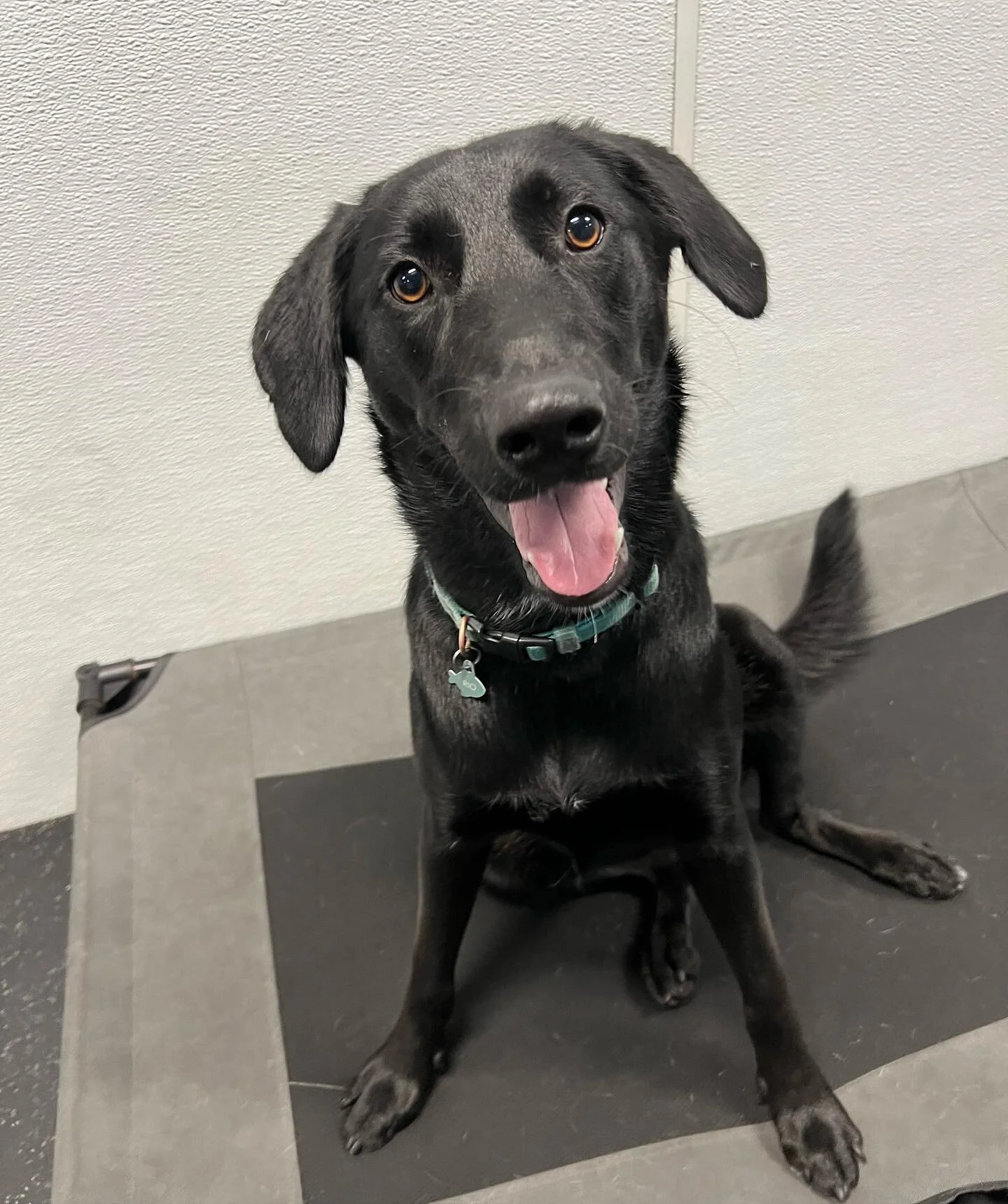 Doggy Daycare Philadelphia, PA — Wag Days Philly