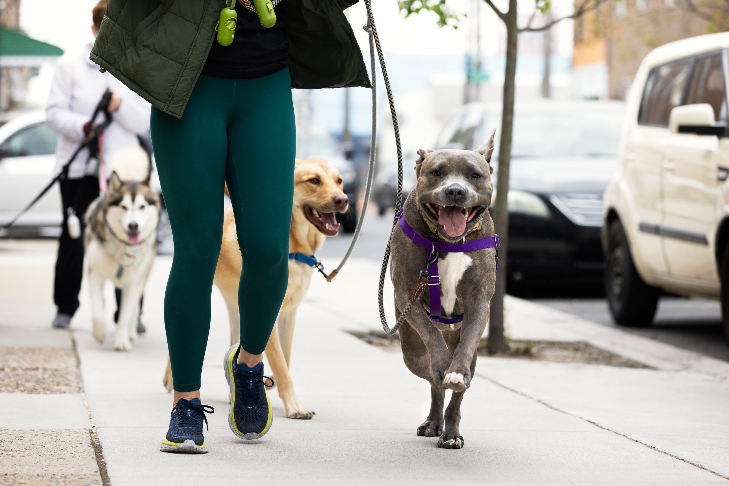 Doggy Daycare Philadelphia, PA — Wag Days Philly
