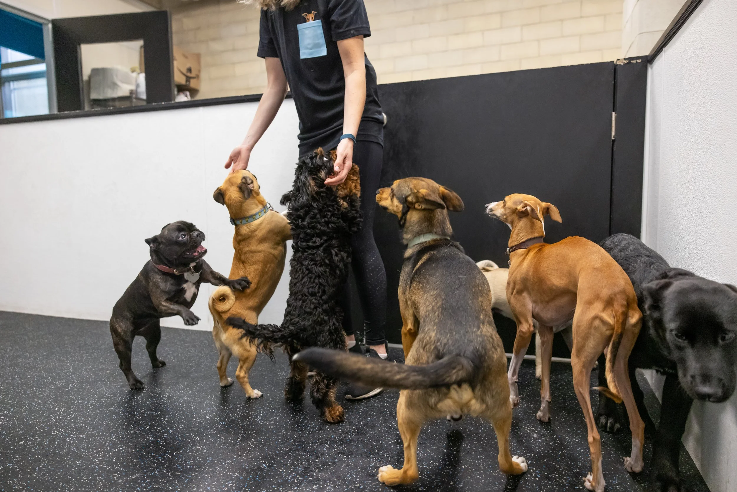 Doggy Daycare Philadelphia, PA — Wag Days Philly