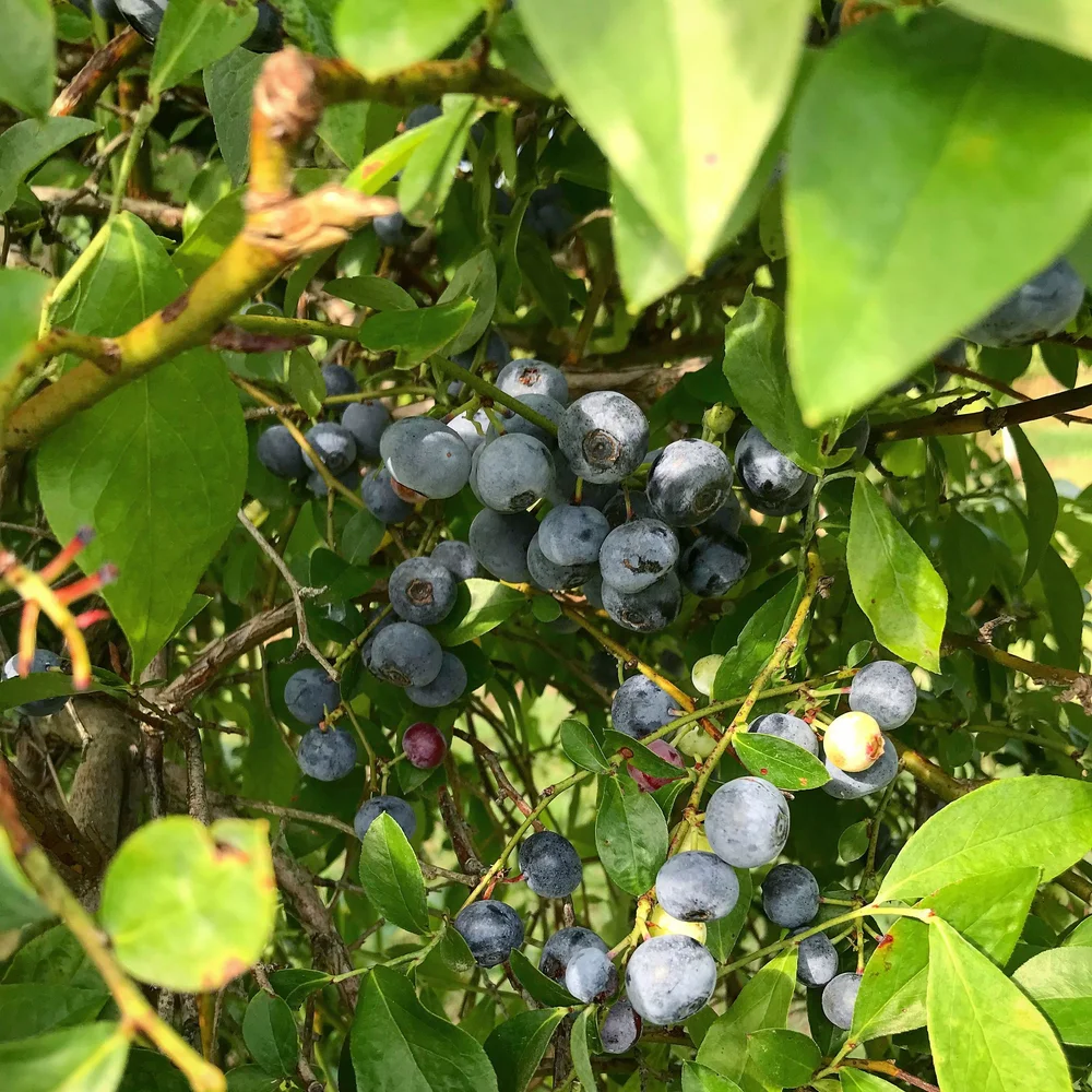 HOME [www.nesbitblueberry.com]