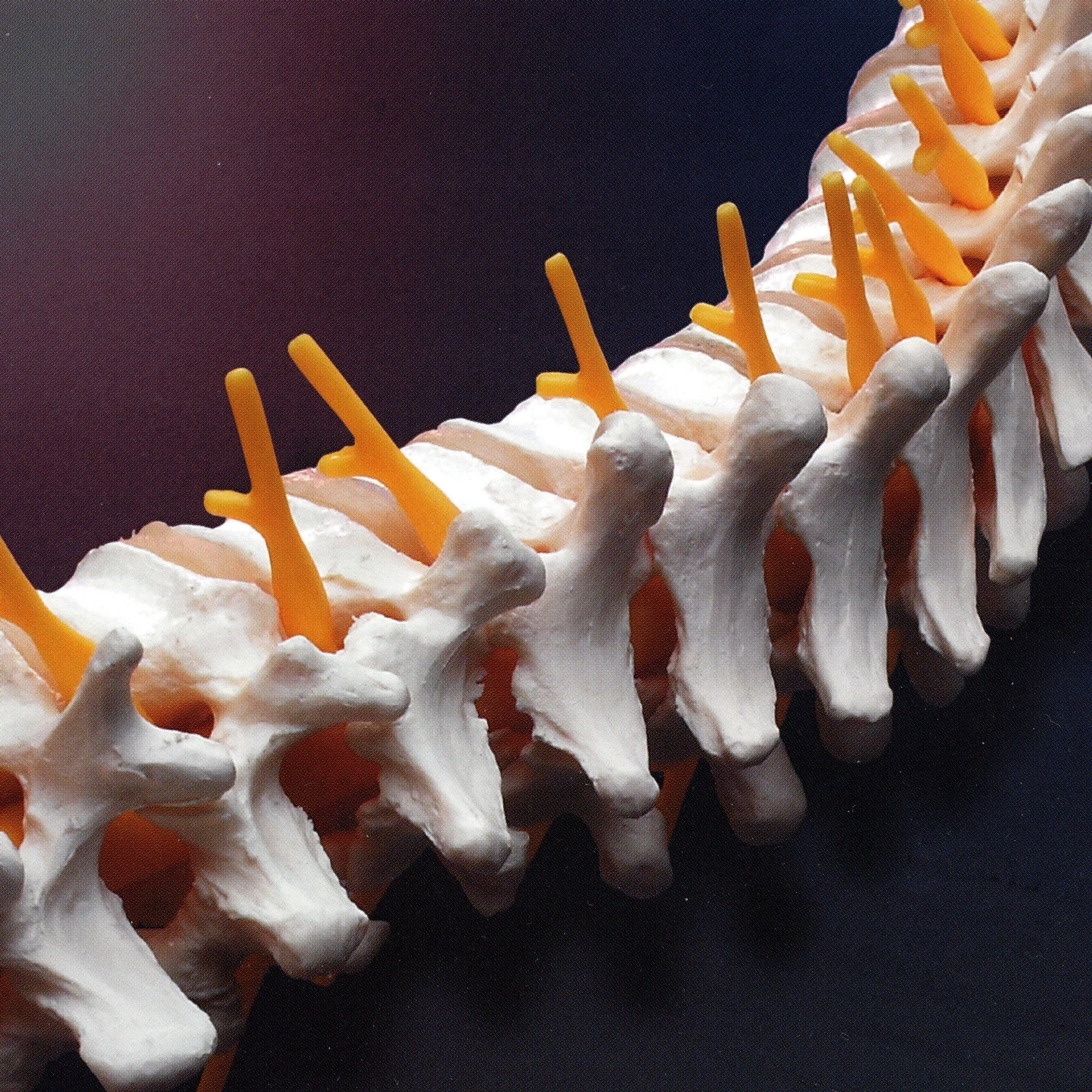 Pain Management — NerveBlock.com