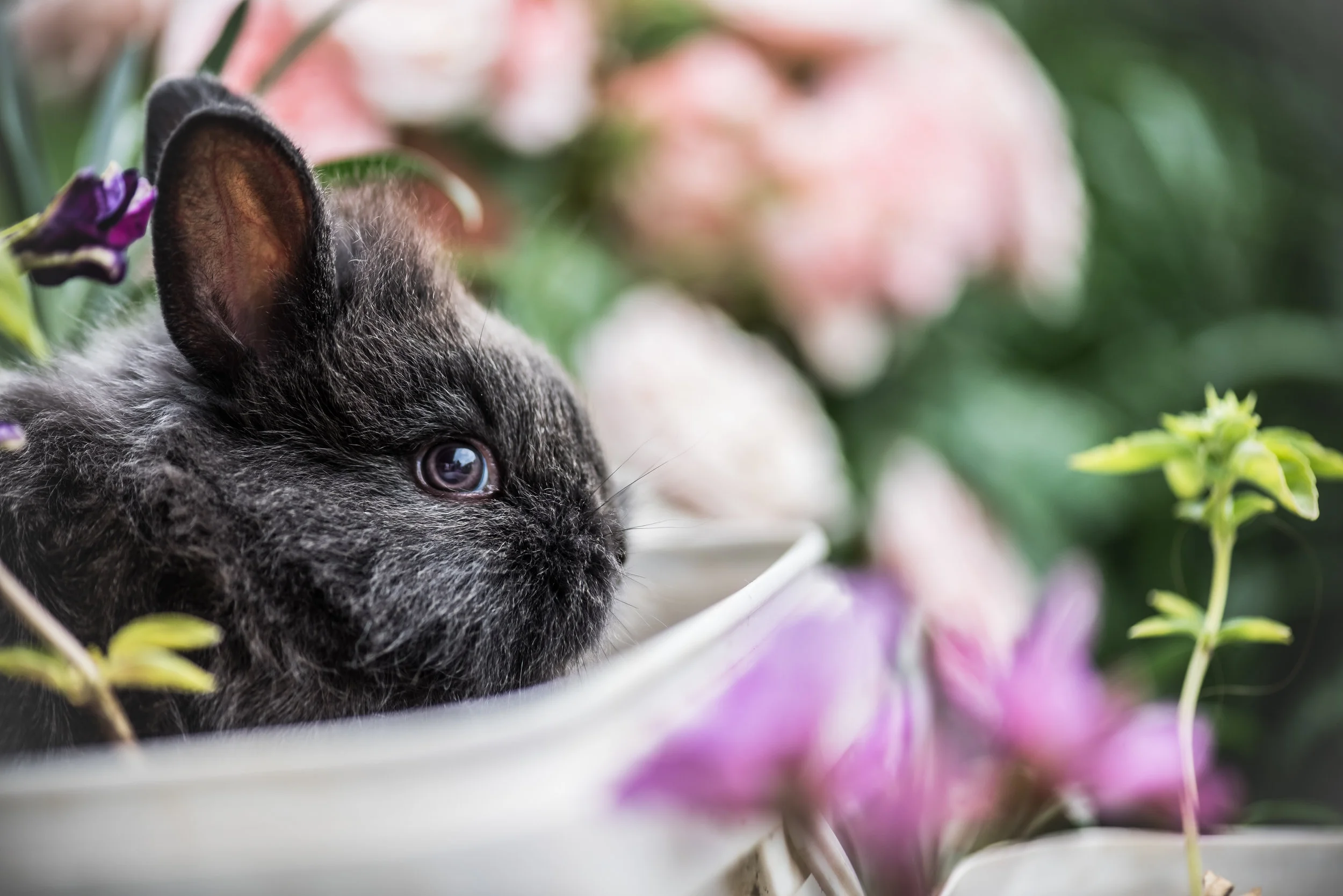 Rabbit Care — Woofpurnay Veterinary Hospital | Professional ...