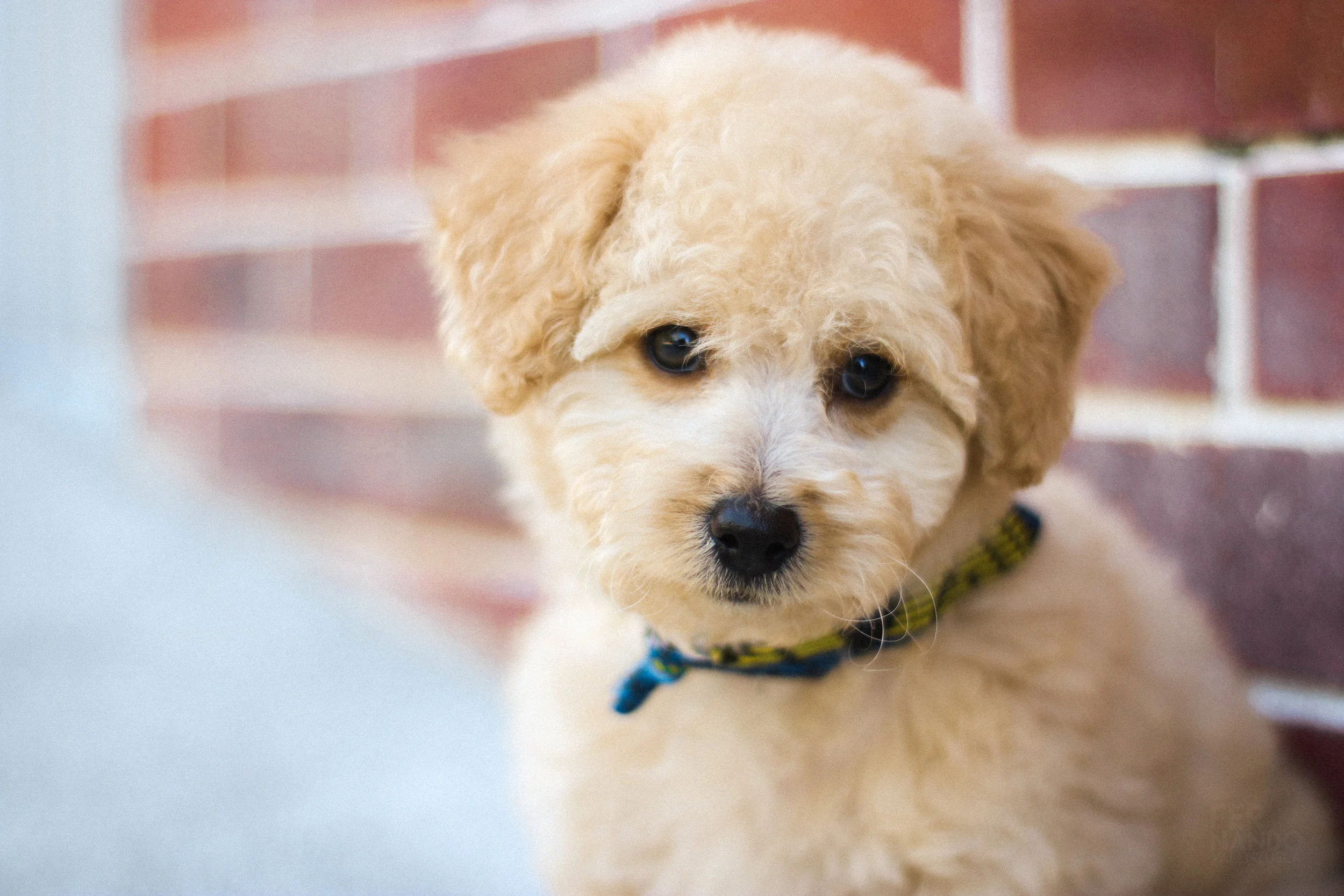 Puppy Care — Woofpurnay Veterinary Hospital | Professional ...