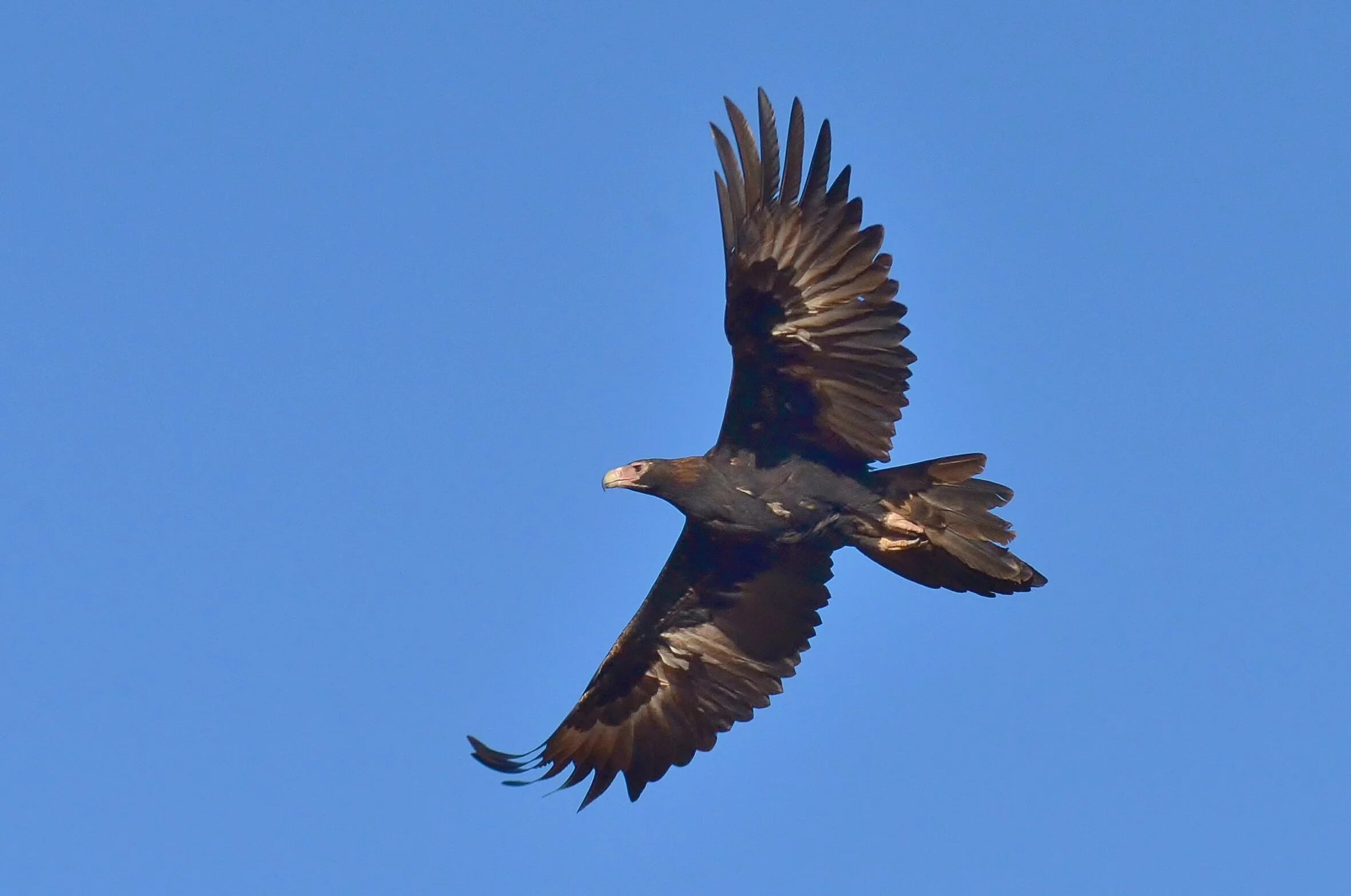 Wedge-Tailed Eagle — Woofpurnay Veterinary Hospital | Professional ...