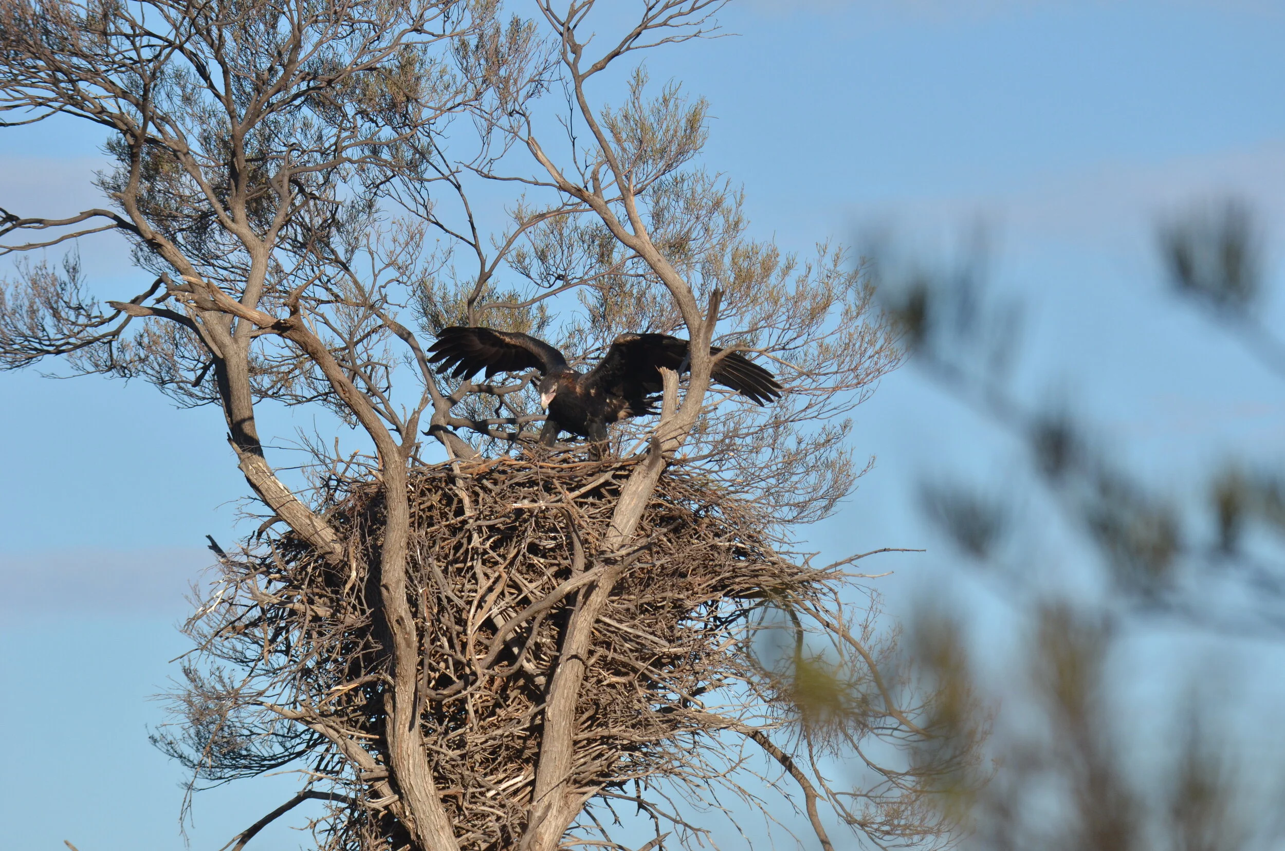 Wedge-Tailed Eagle — Woofpurnay Veterinary Hospital | Professional ...