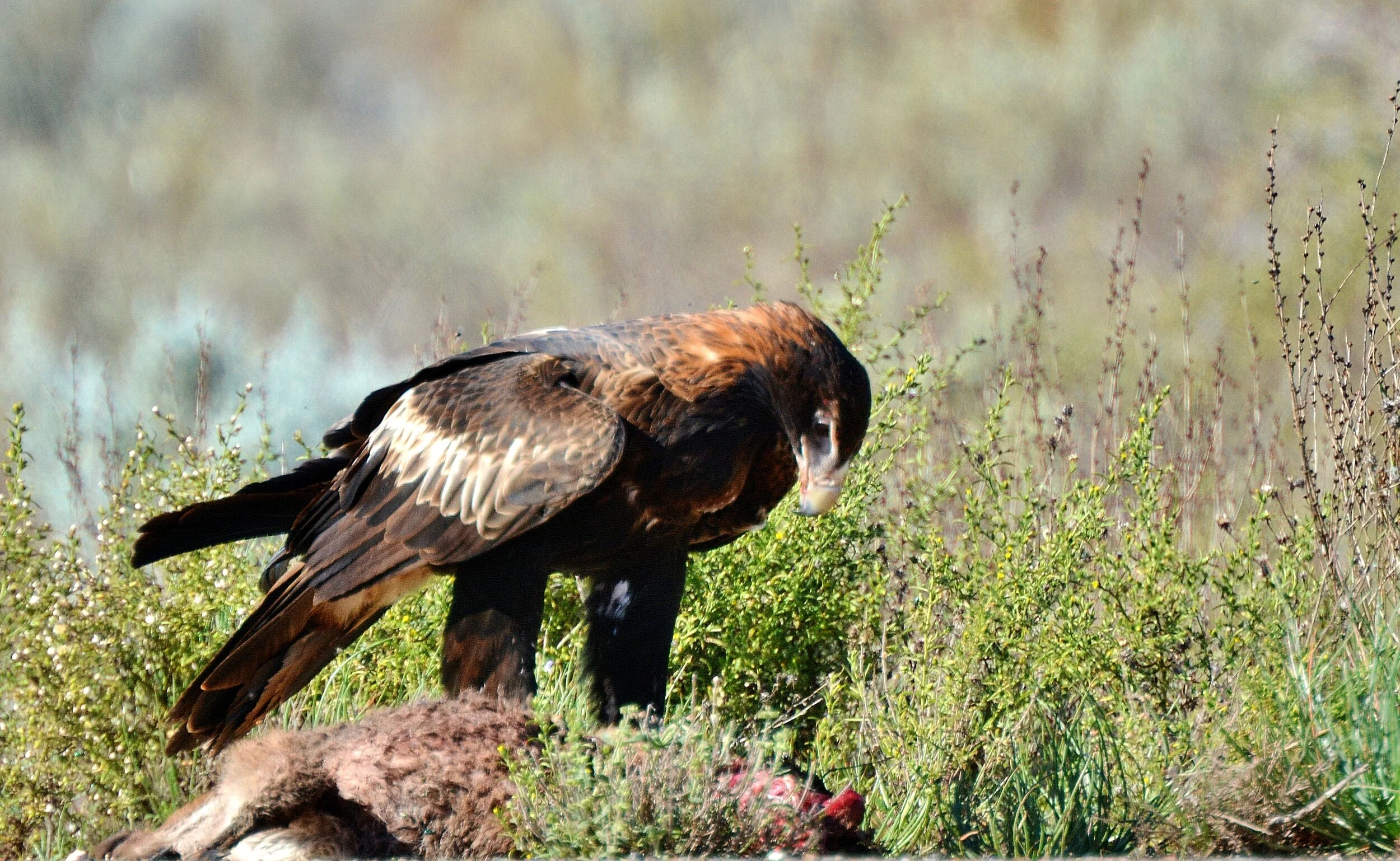 Wedge-Tailed Eagle — Woofpurnay Veterinary Hospital | Professional ...
