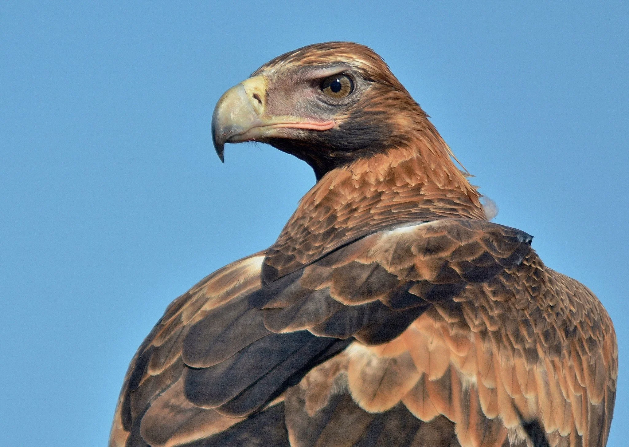 Wedge-Tailed Eagle — Woofpurnay Veterinary Hospital | Professional ...