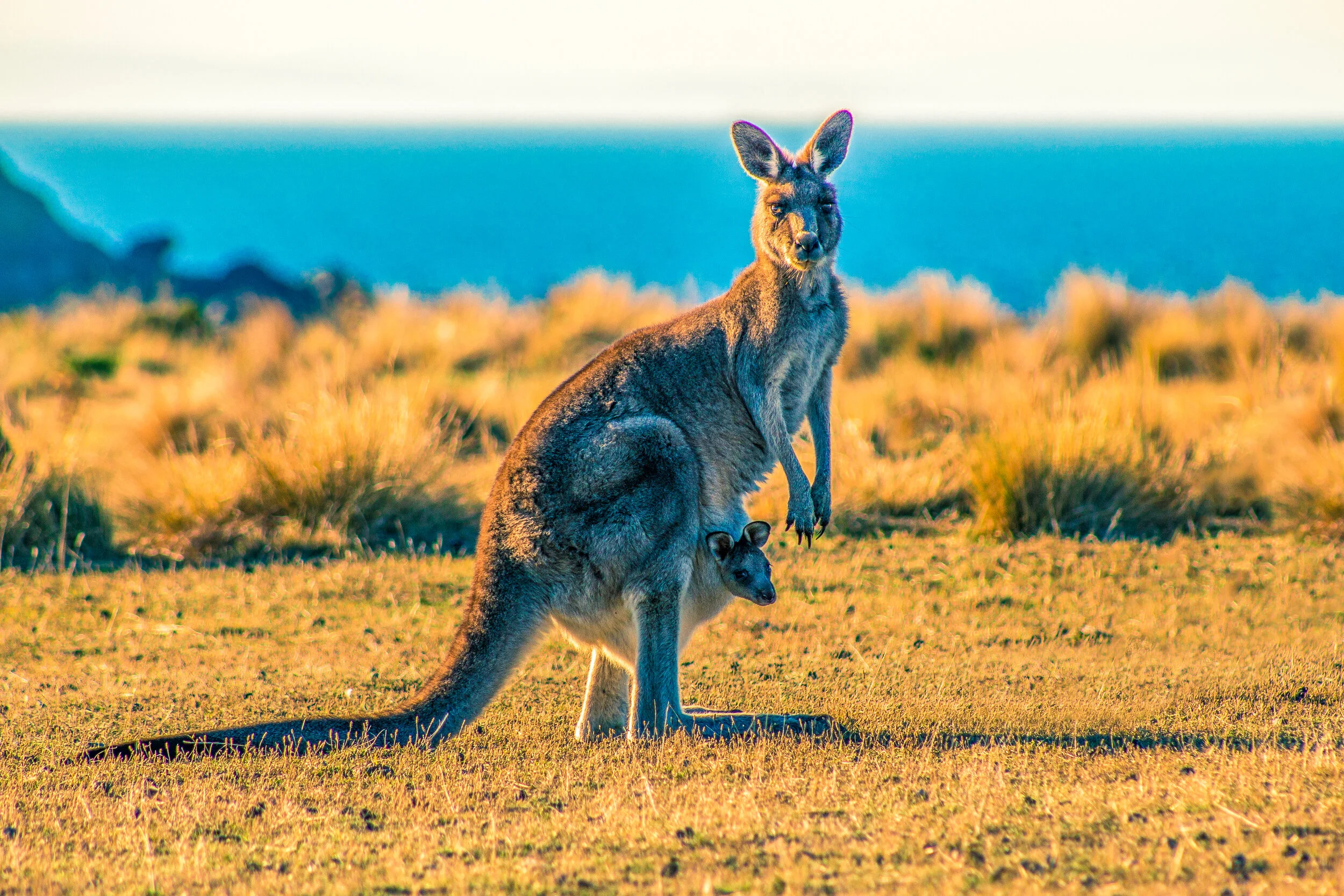 7 Fun facts about kangaroos — Woofpurnay Veterinary Hospital ...