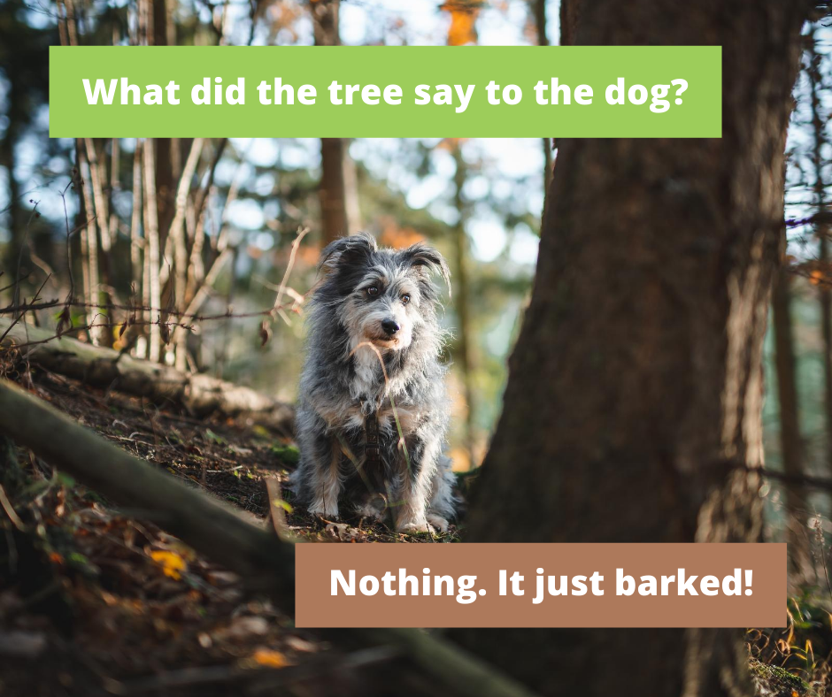 Funtastic animal jokes — Woofpurnay Veterinary Hospital | Professional ...