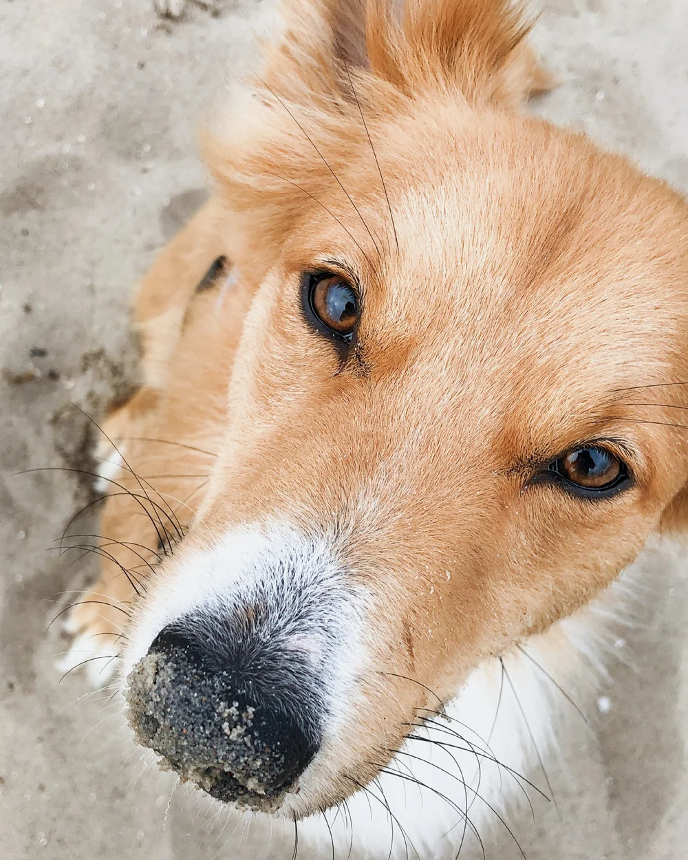 Why Are Dogs Called Dogs