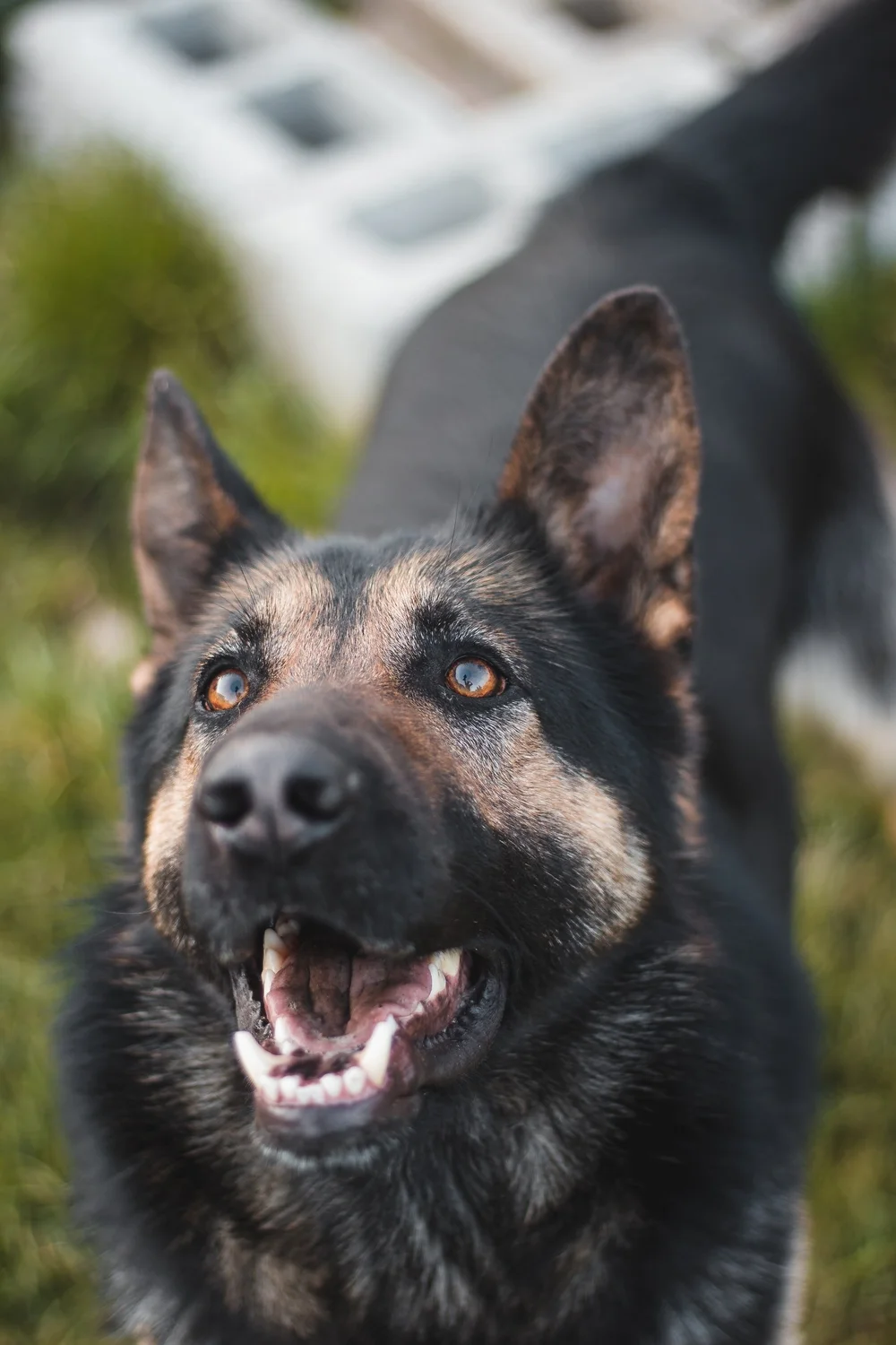 What Is Nuisance Dog Barking