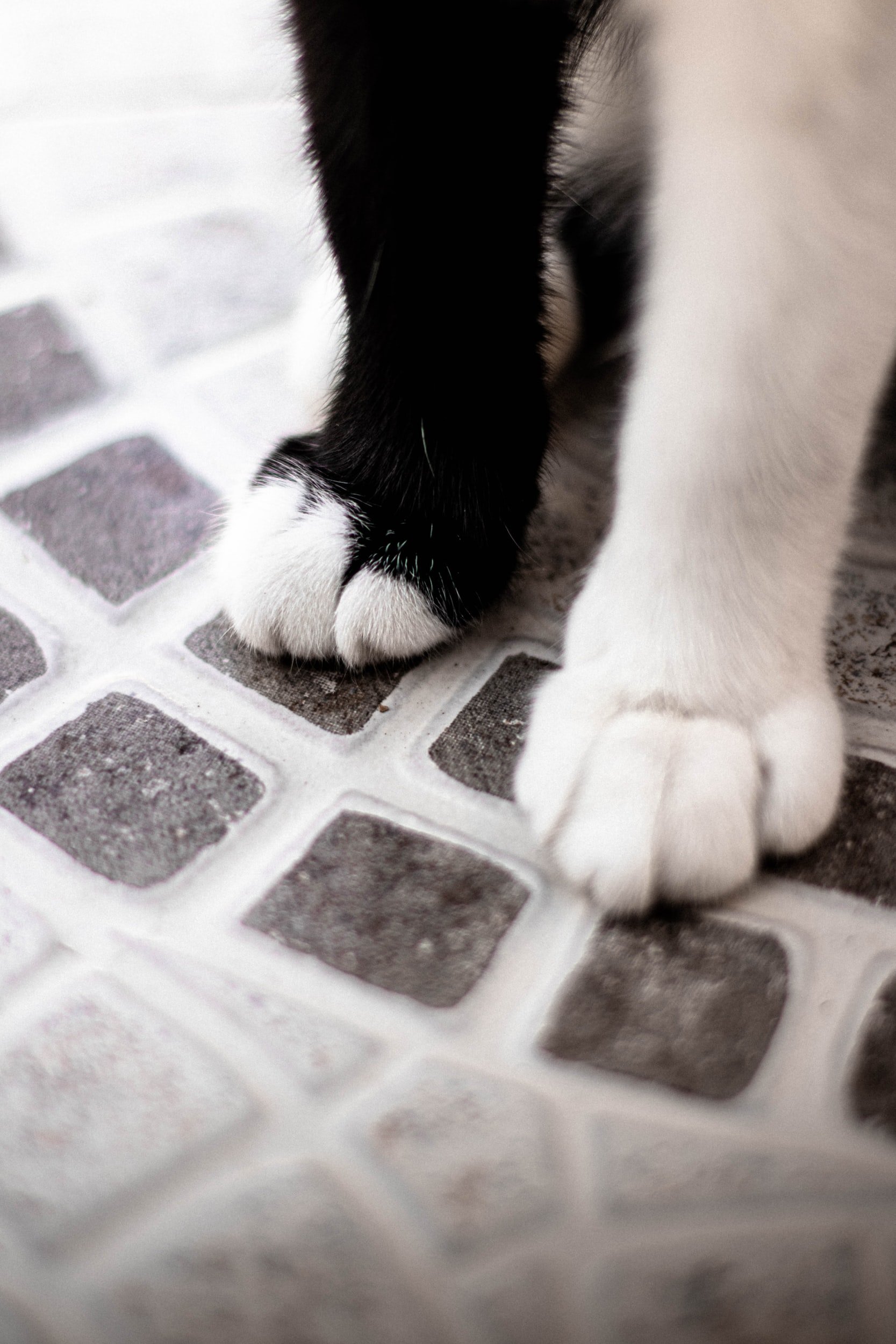 Caring for your pets paws: 6 Easy tips — Woofpurnay Veterinary Hospital ...