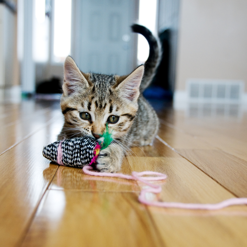 Ultimate guide to kitten teething — Woofpurnay Veterinary Hospital ...