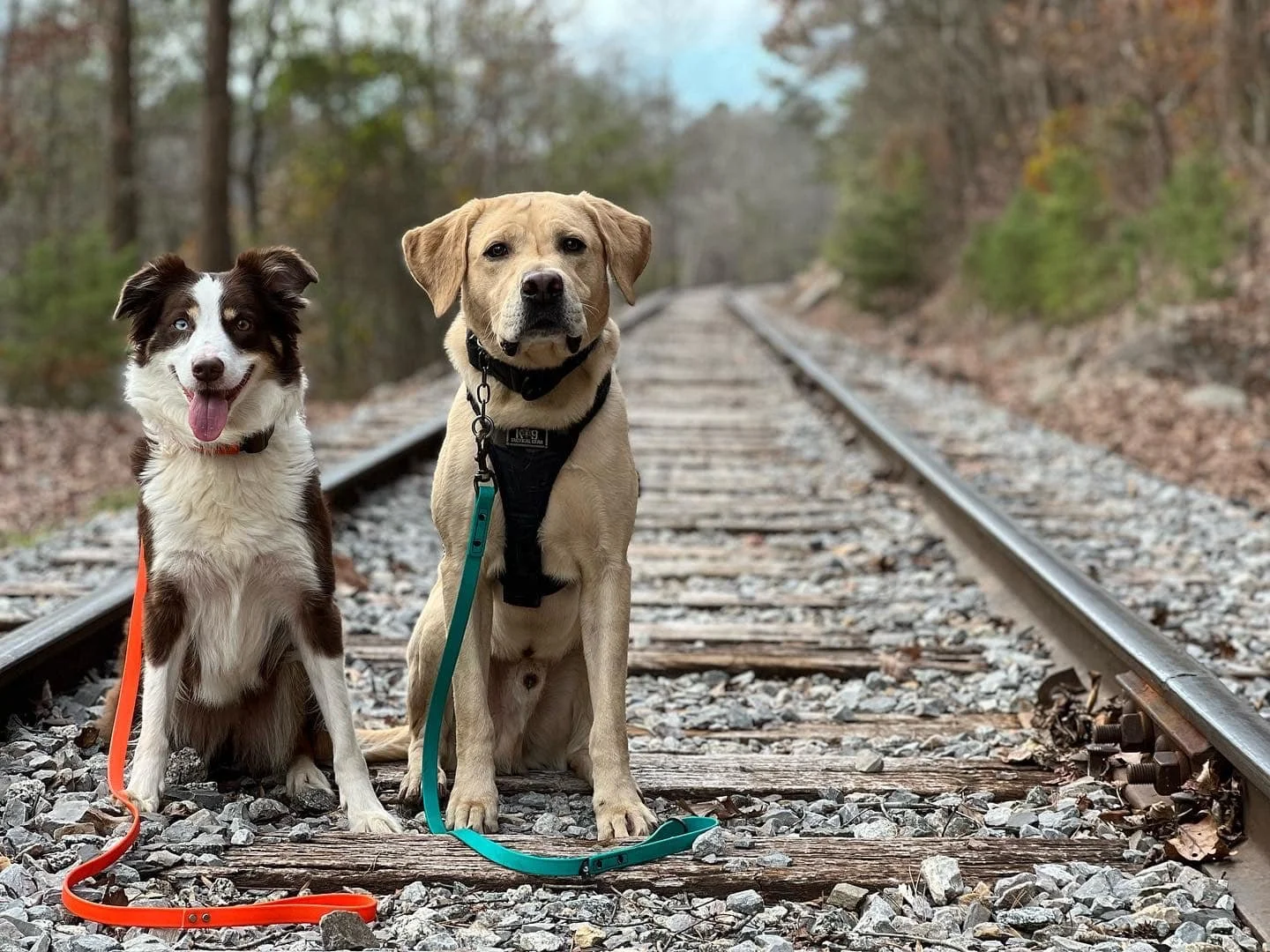 Soul Enhancing Dog Training & Dog Adventures Benton, Tennesse