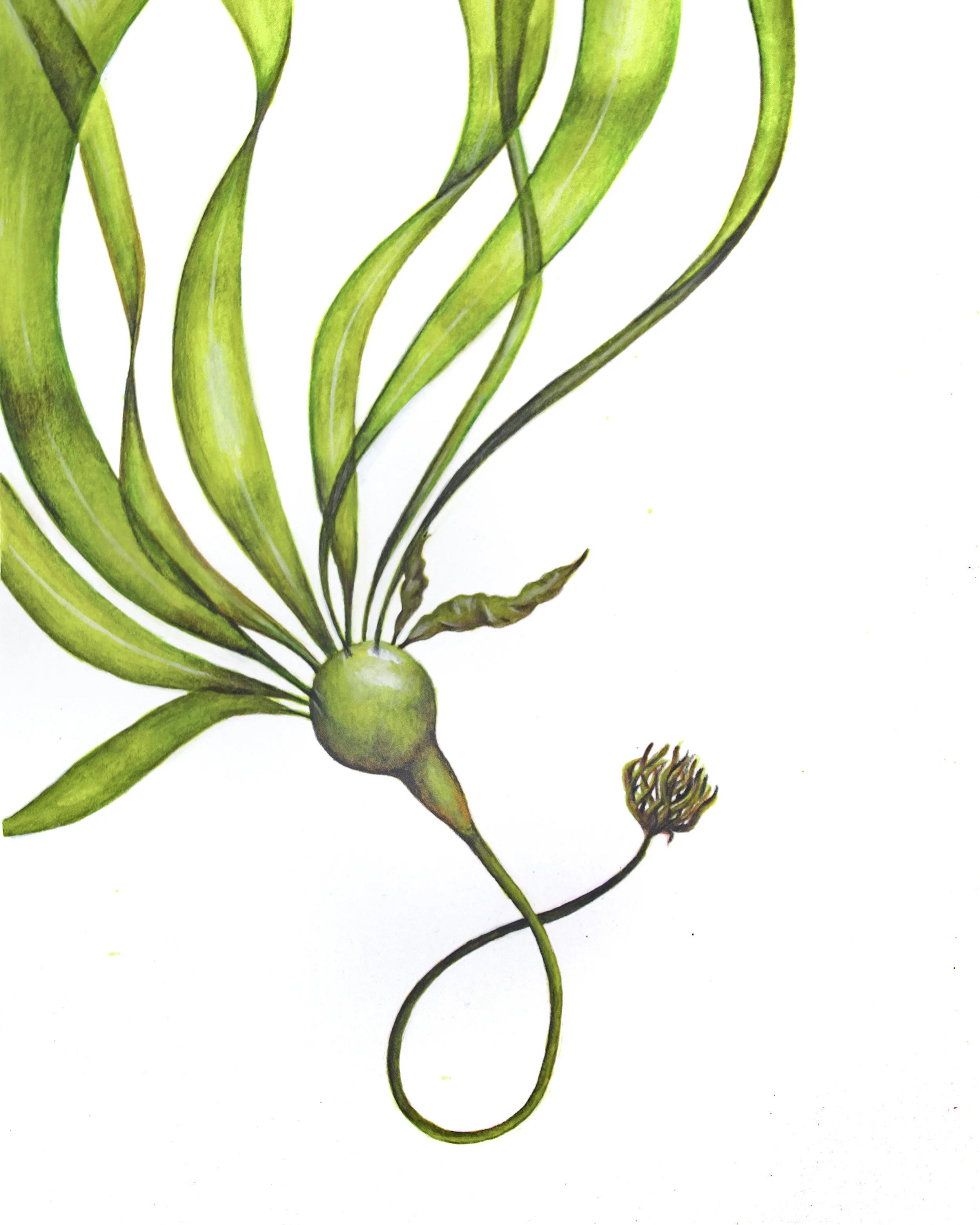 Kelp Scientific Illustration