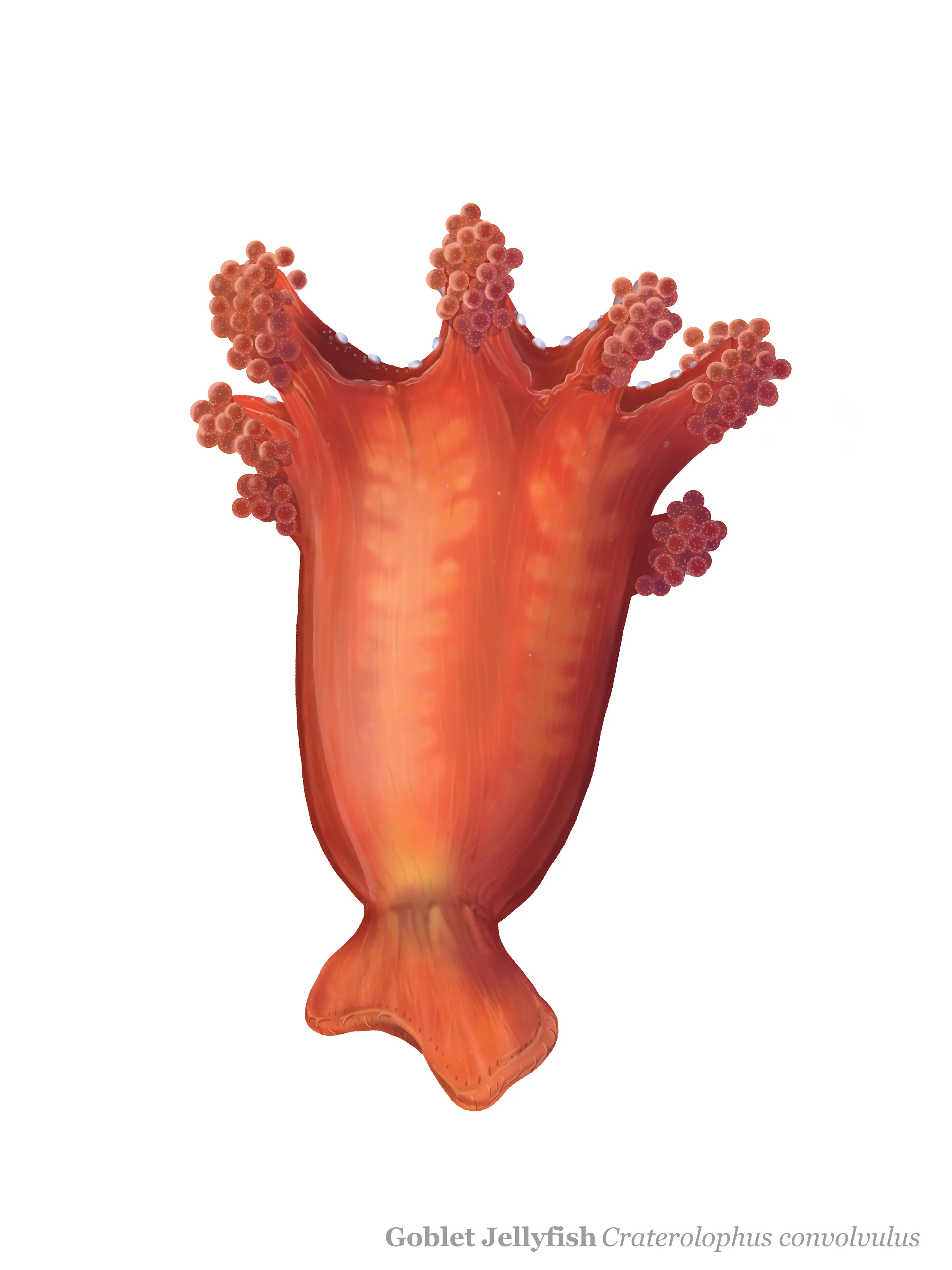 Science Illustration — Nicholas Bezio